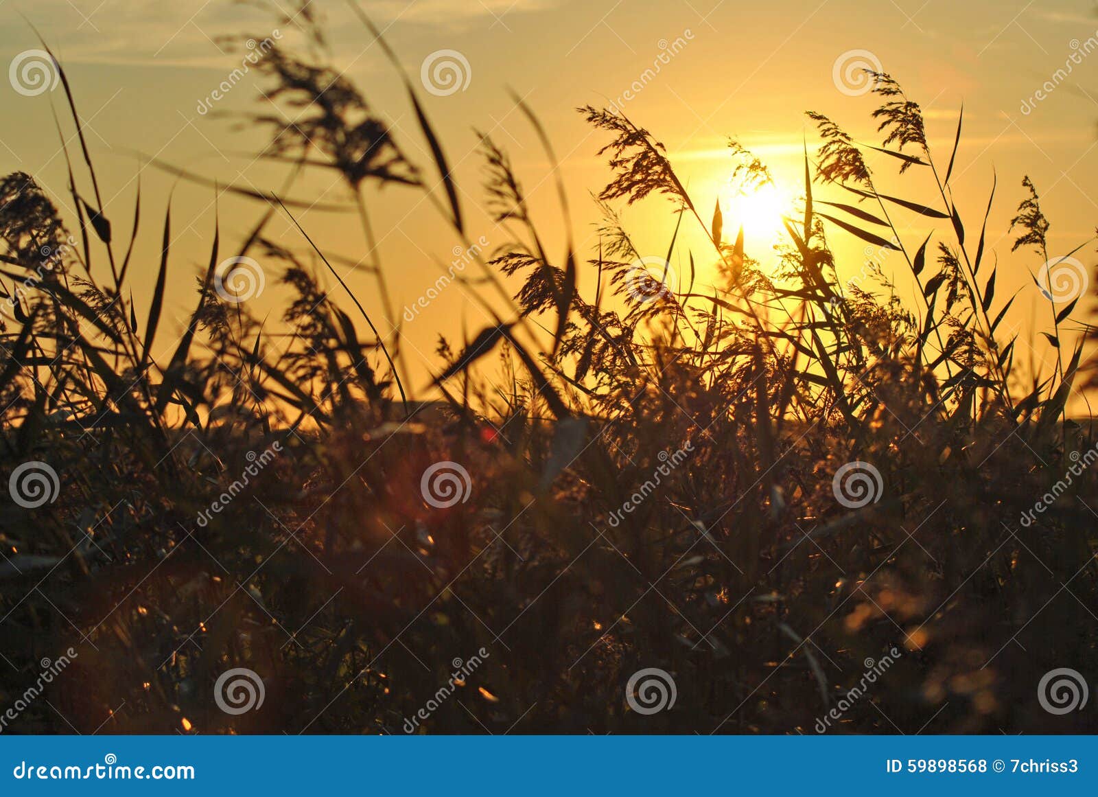 Sunset over field stock photo. Image of landscape, sunset - 59898568