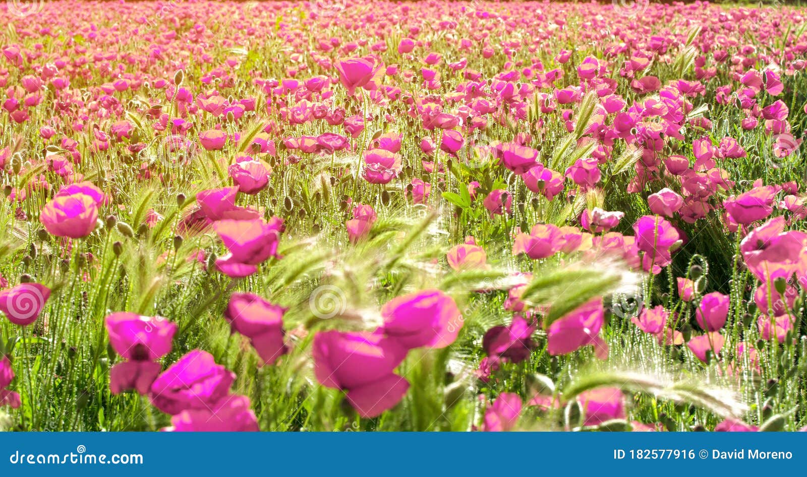 Sunset Over Field with Pink Poppies Stock Photo - Image of sunlight ...
