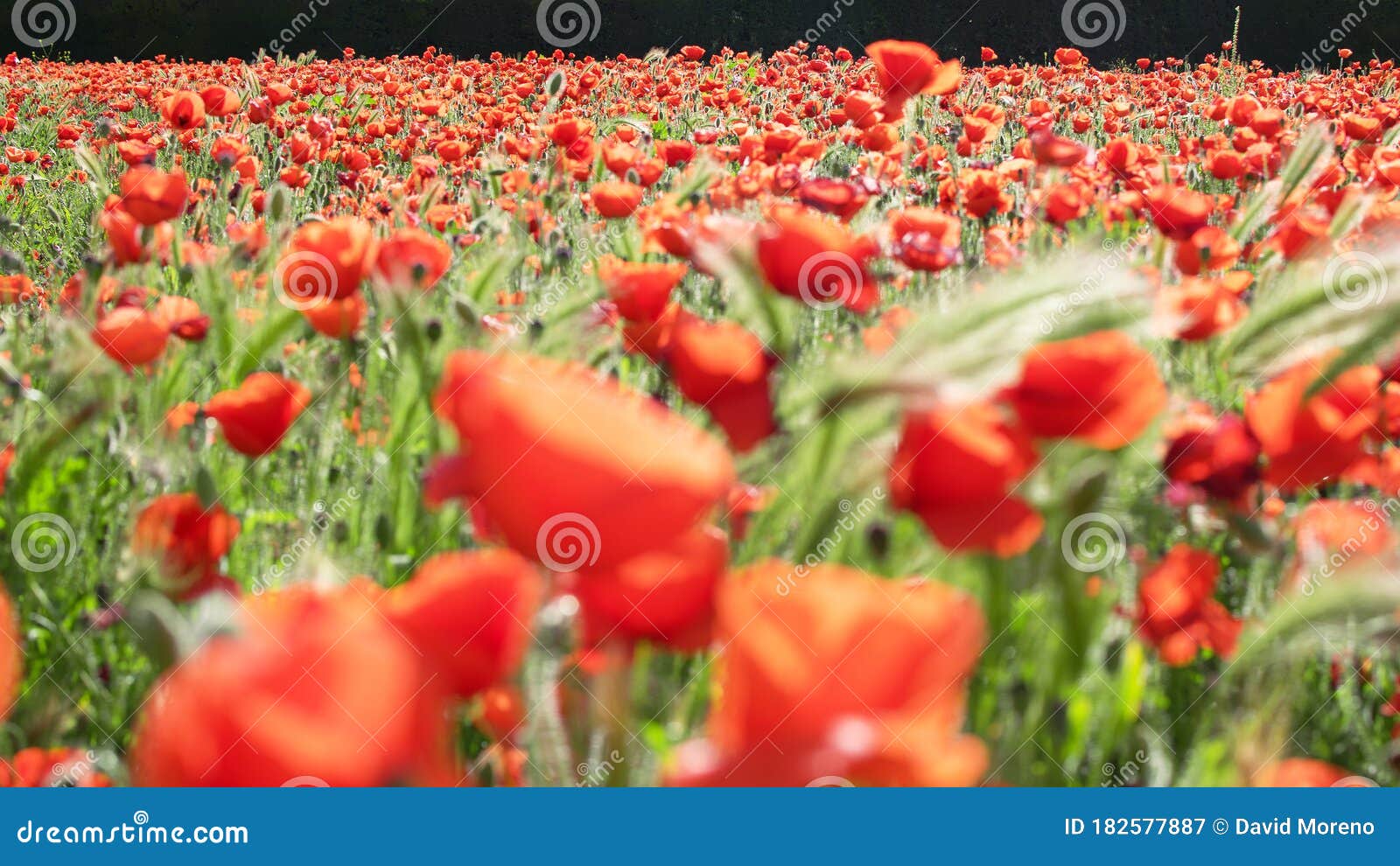 Sunset Over Field with Red Poppies Stock Image - Image of flower ...