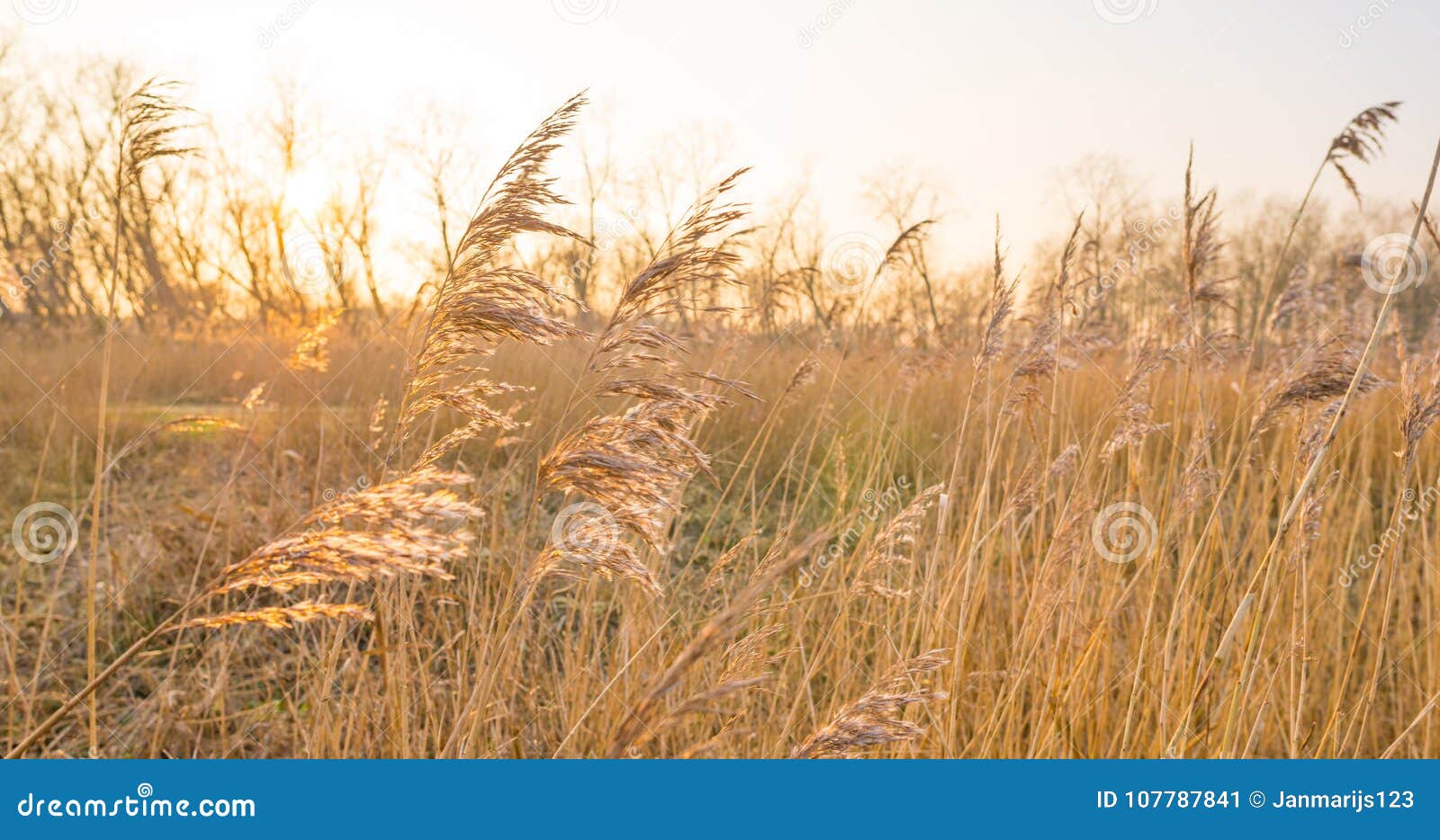 Sunset Over a Field with Reed Stock Image - Image of sunlight, relaxing ...