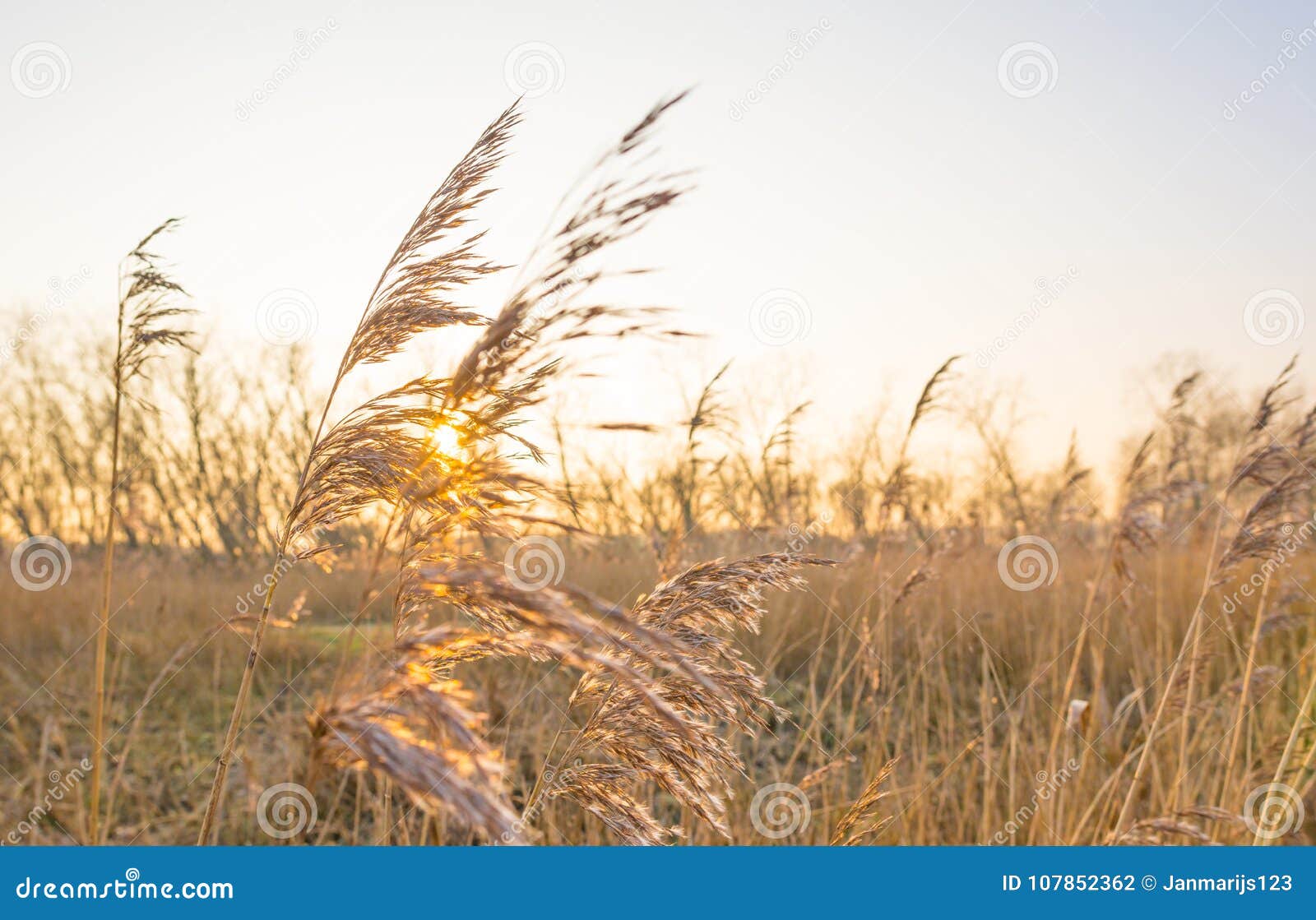Sunset Over a Field with Reed Stock Photo - Image of natural, relaxing ...
