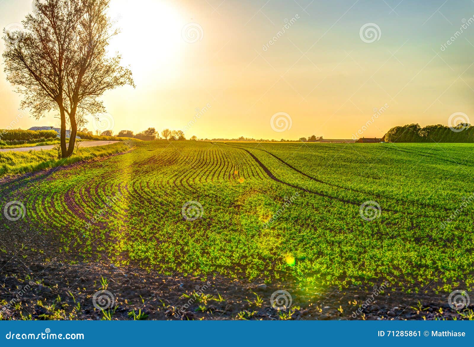 Sunset over field stock image. Image of summer, evening - 71285861