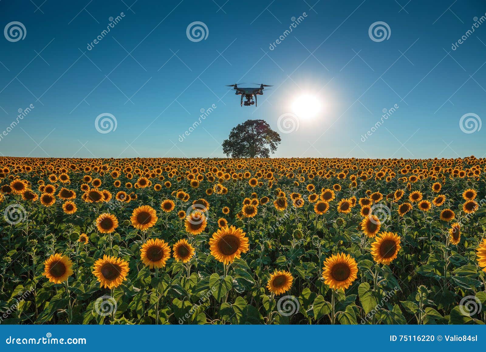 Sunset Over the Field of Sunflowers and Flying Drone Stock Photo ...