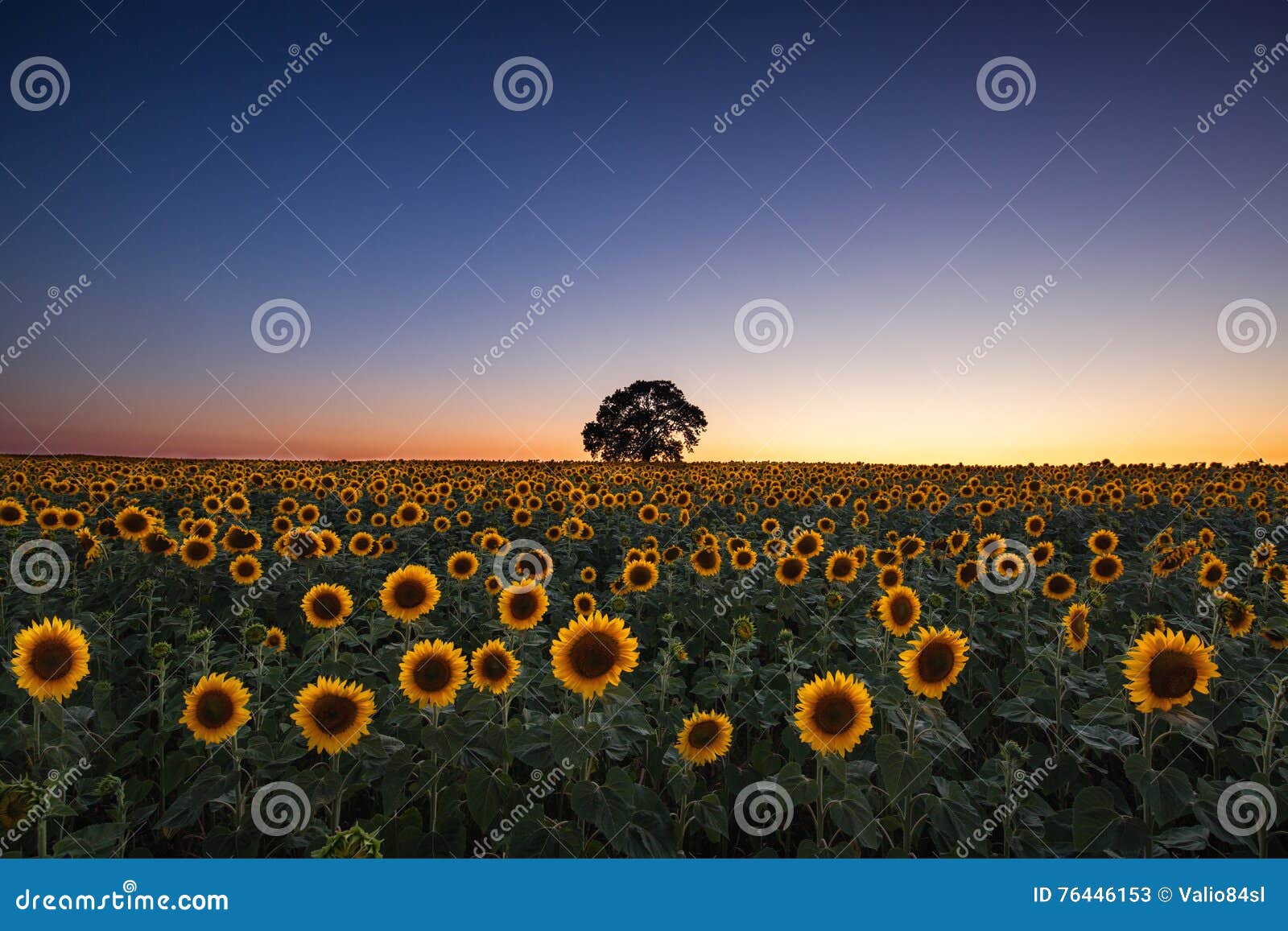 Sunset Over the Field of Sunflowers Stock Image - Image of meadow ...