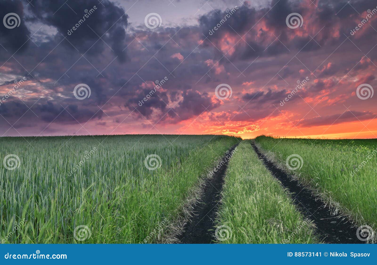 Sunset Over the Field of Wheat Stock Image - Image of country, field ...