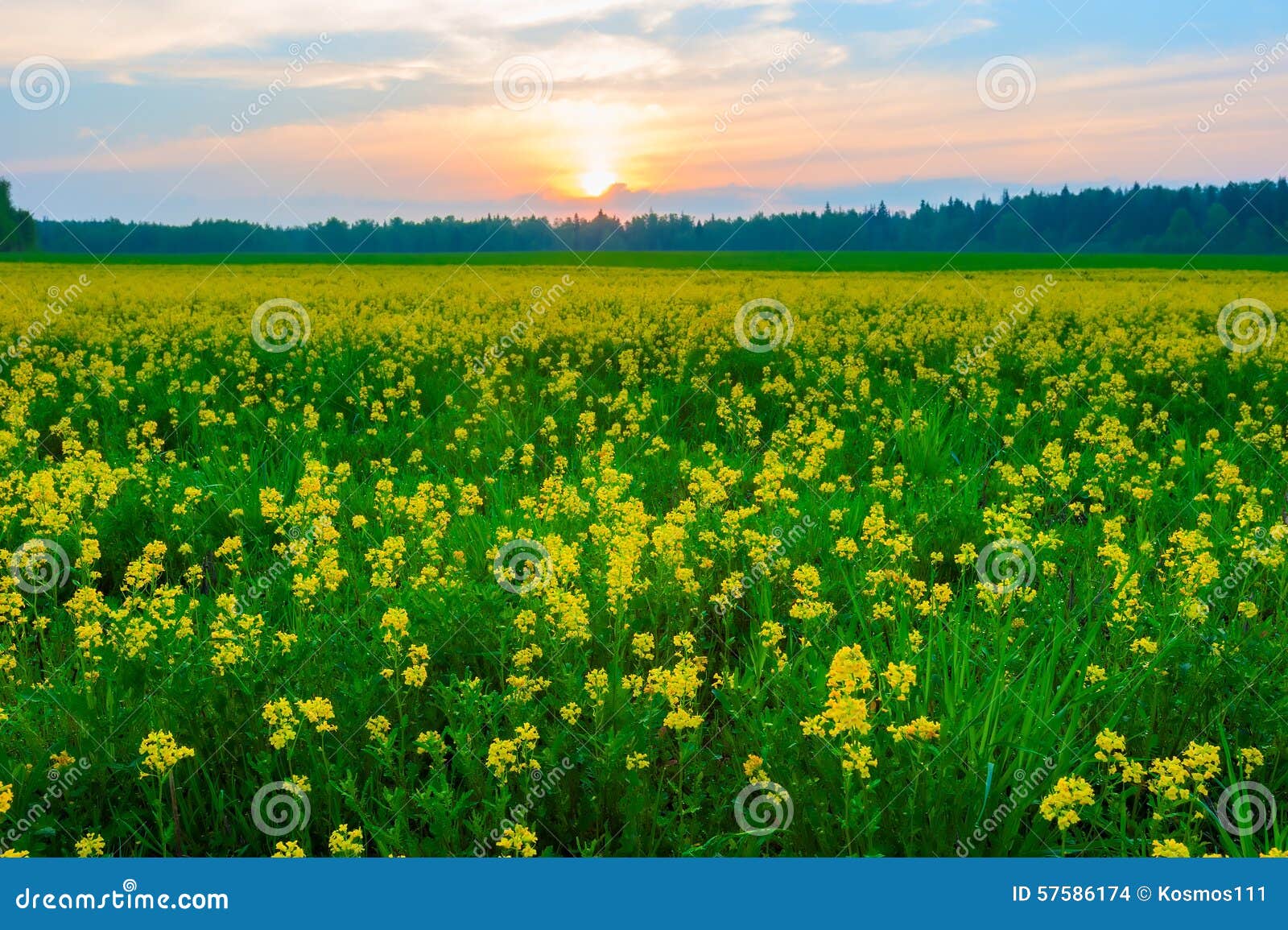 Sunset over a field stock photo. Image of grass, agriculture - 57586174