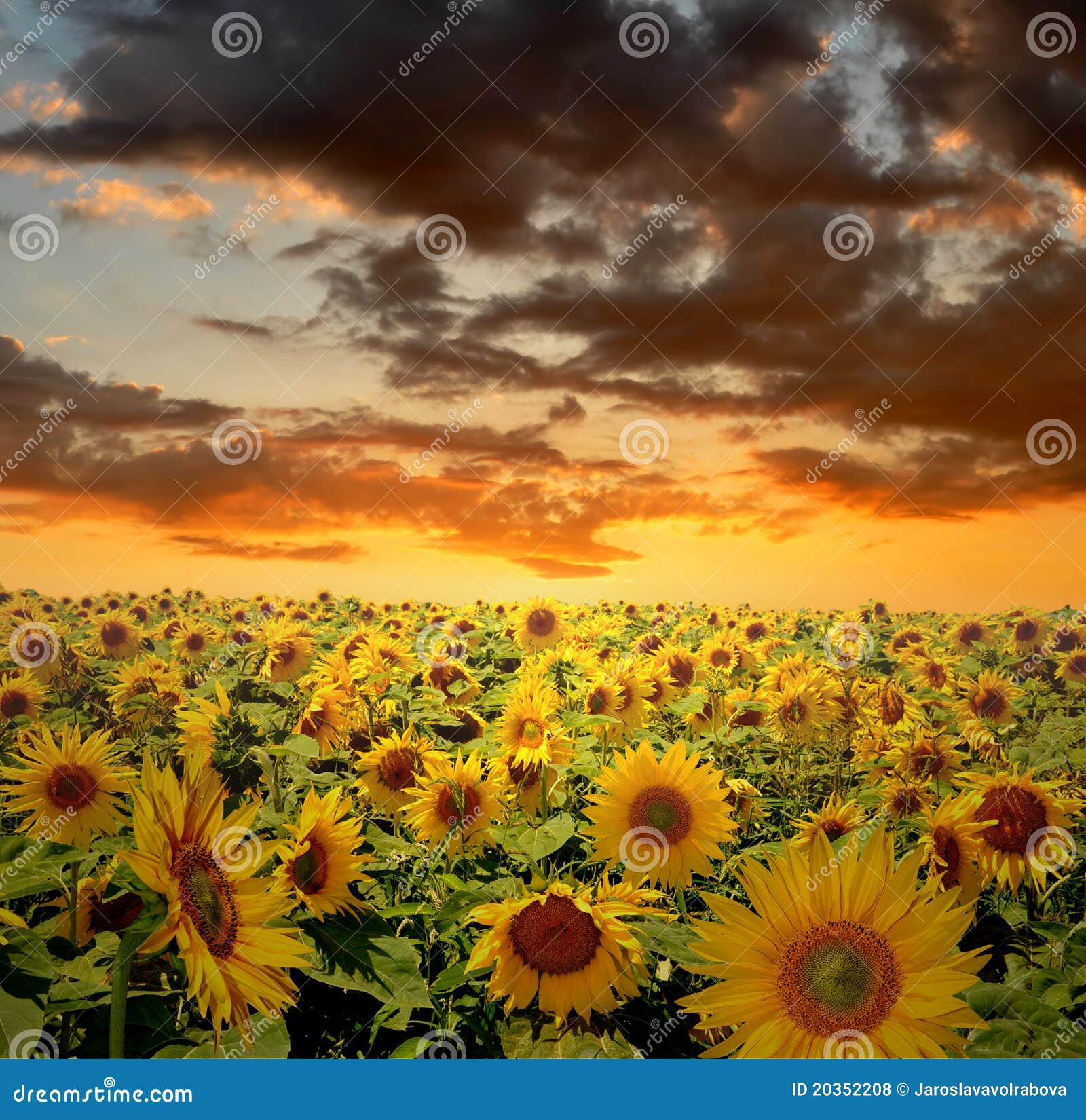 Sunset over fields stock photo. Image of grow, sunflowers - 20352208