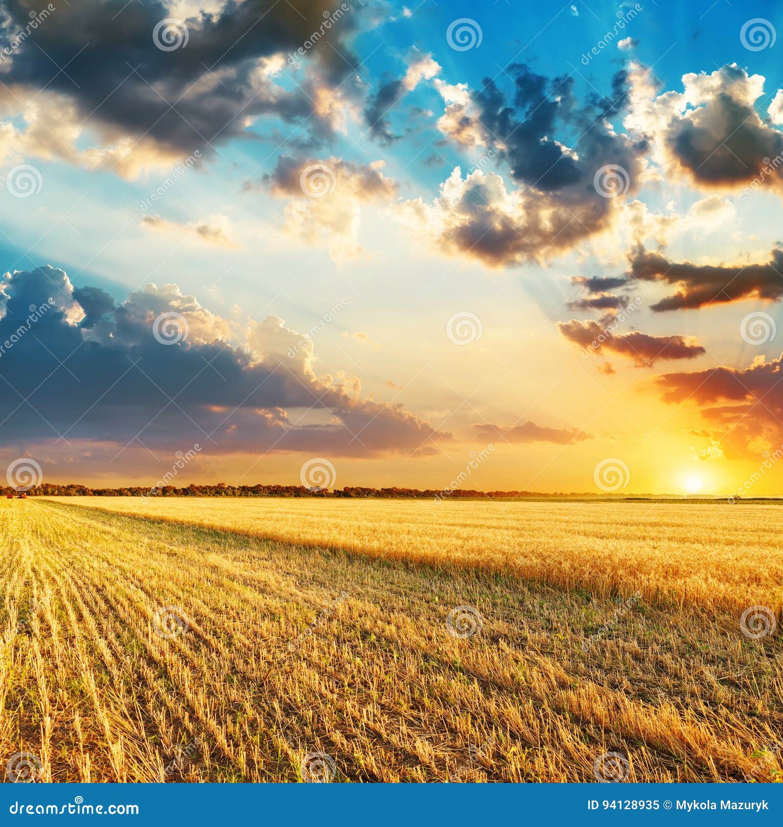 Sunset Over Fields with Crop Stock Image - Image of nature, dramatic ...