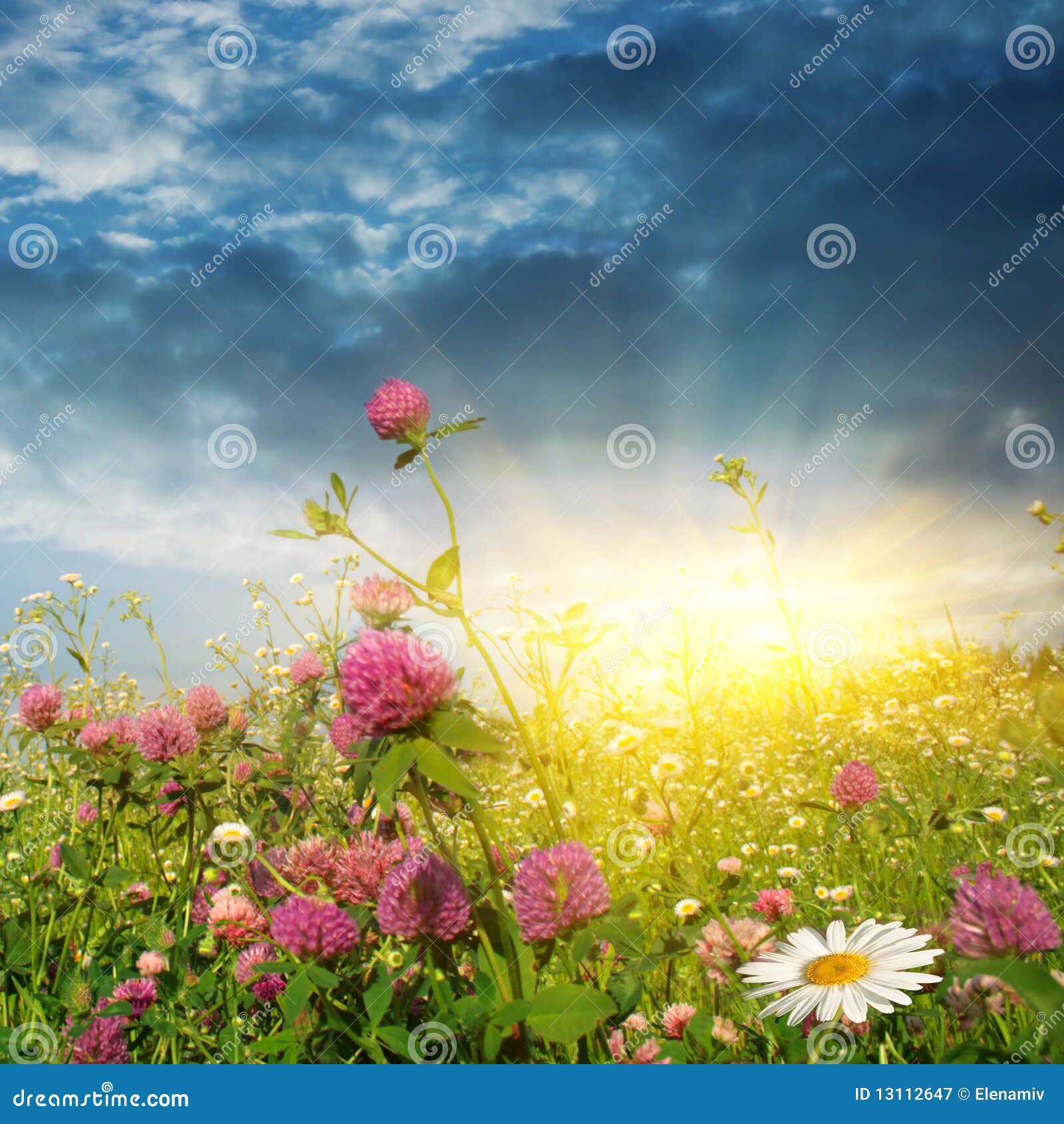 Sunset Over a Flower Field. Stock Image - Image of bright, green: 13112647