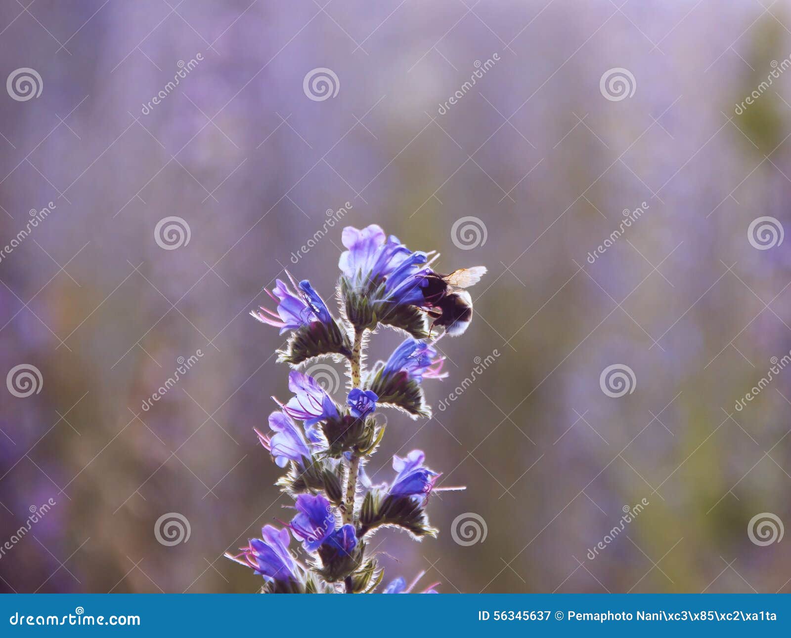 Sunset Over Flower Field Stock Photos - Download 4,087 Royalty Free Photos