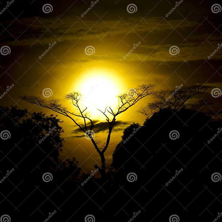 Sunset Over Forest Clearing Stock Photo - Image of rainforest ...