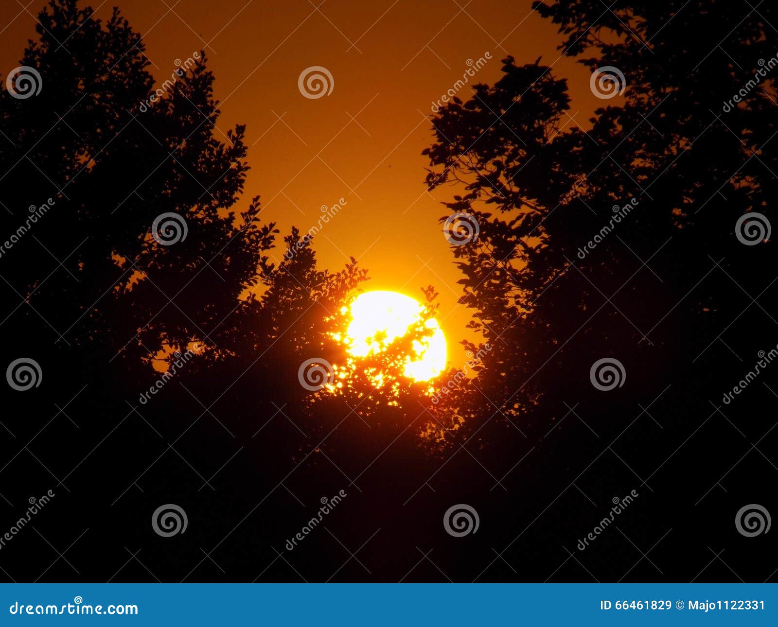 Sunset over forest stock image. Image of nature, wood - 66461829