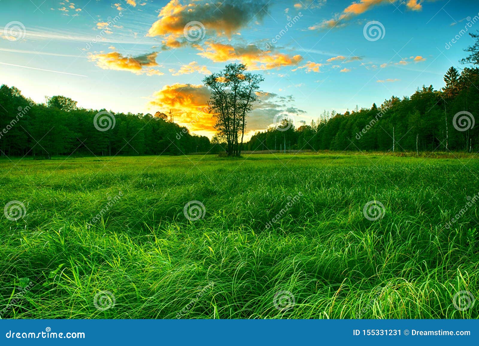 Sunset over a forest glade stock image. Image of bend - 155331231