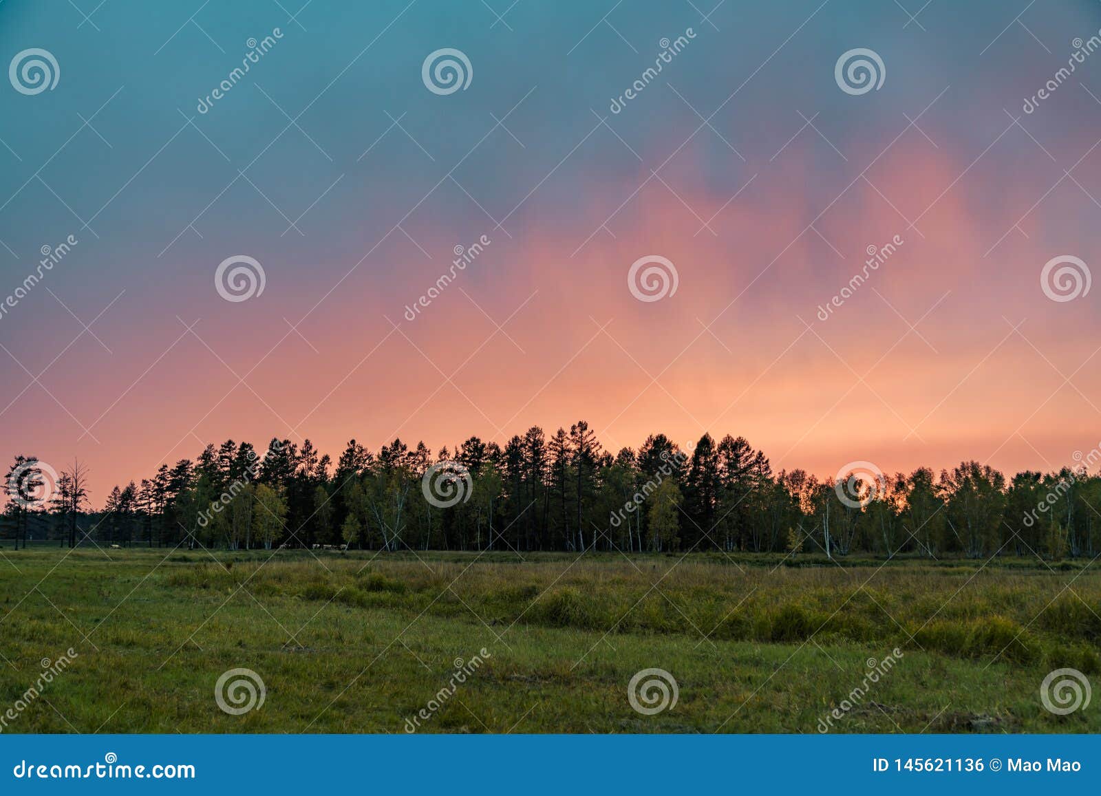 Sunset Over the Forest. Portrait of Sunset Over the Forest Stock Photo ...