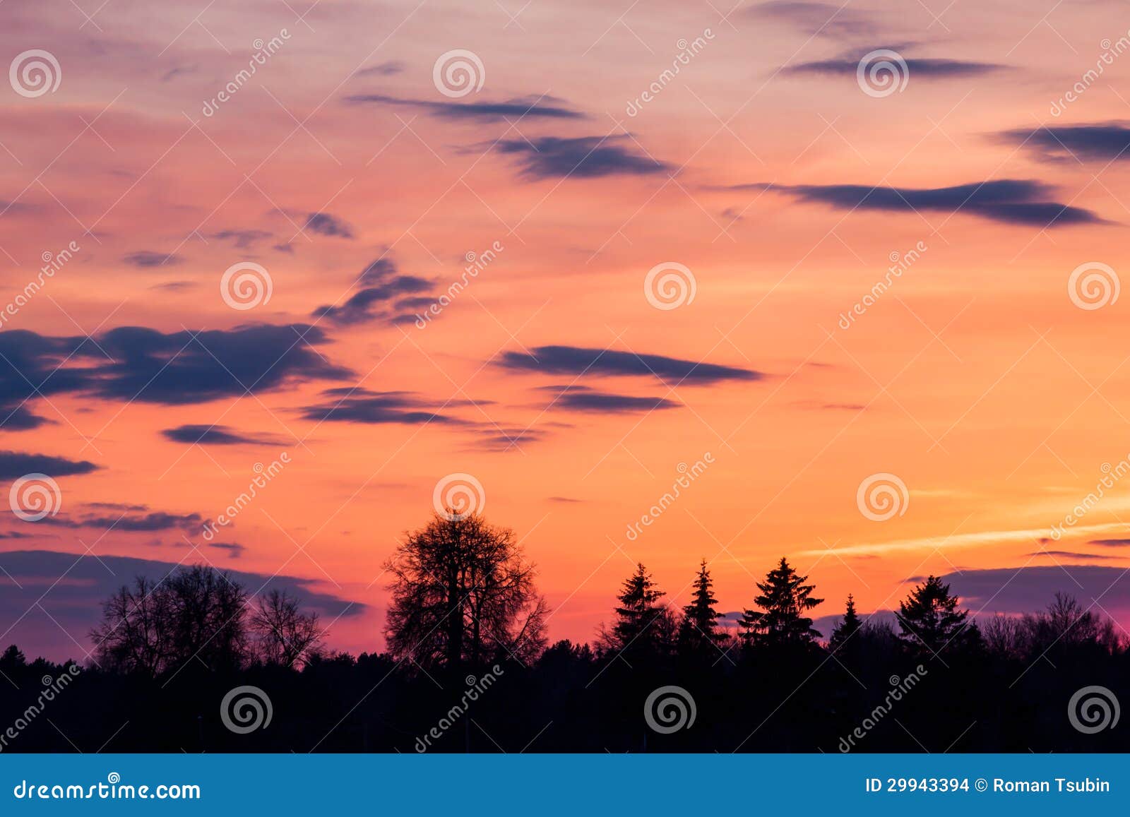 Sunset over forest trees stock photo. Image of light - 29943394