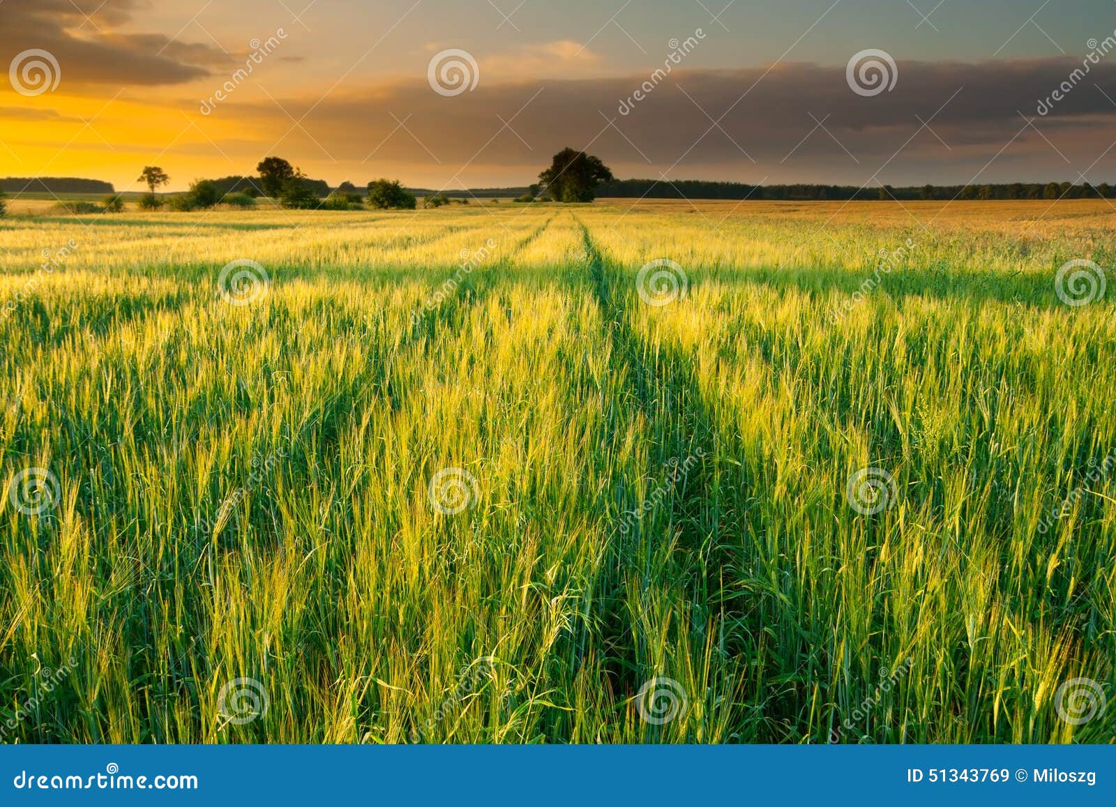 Sunset over grain field stock image. Image of morning - 51343769