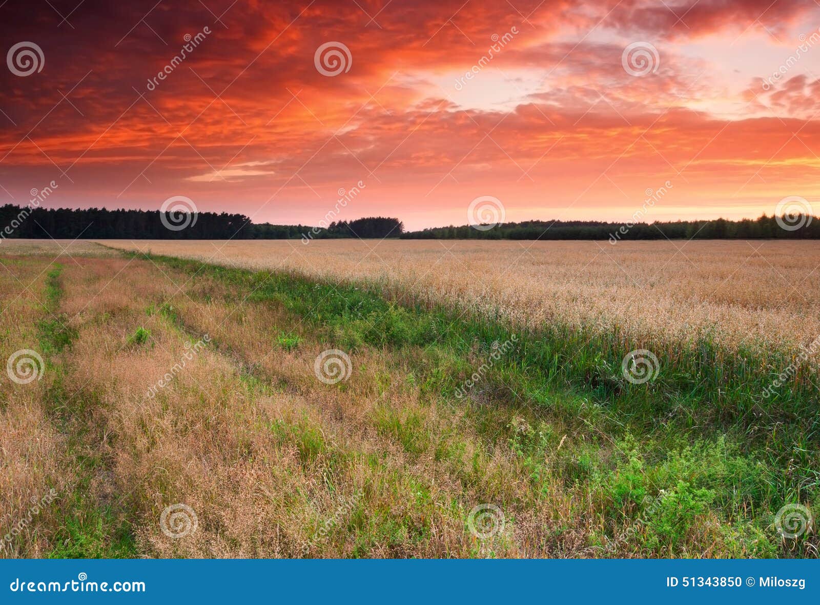 Sunset over grain field stock photo. Image of corn, natural - 51343850