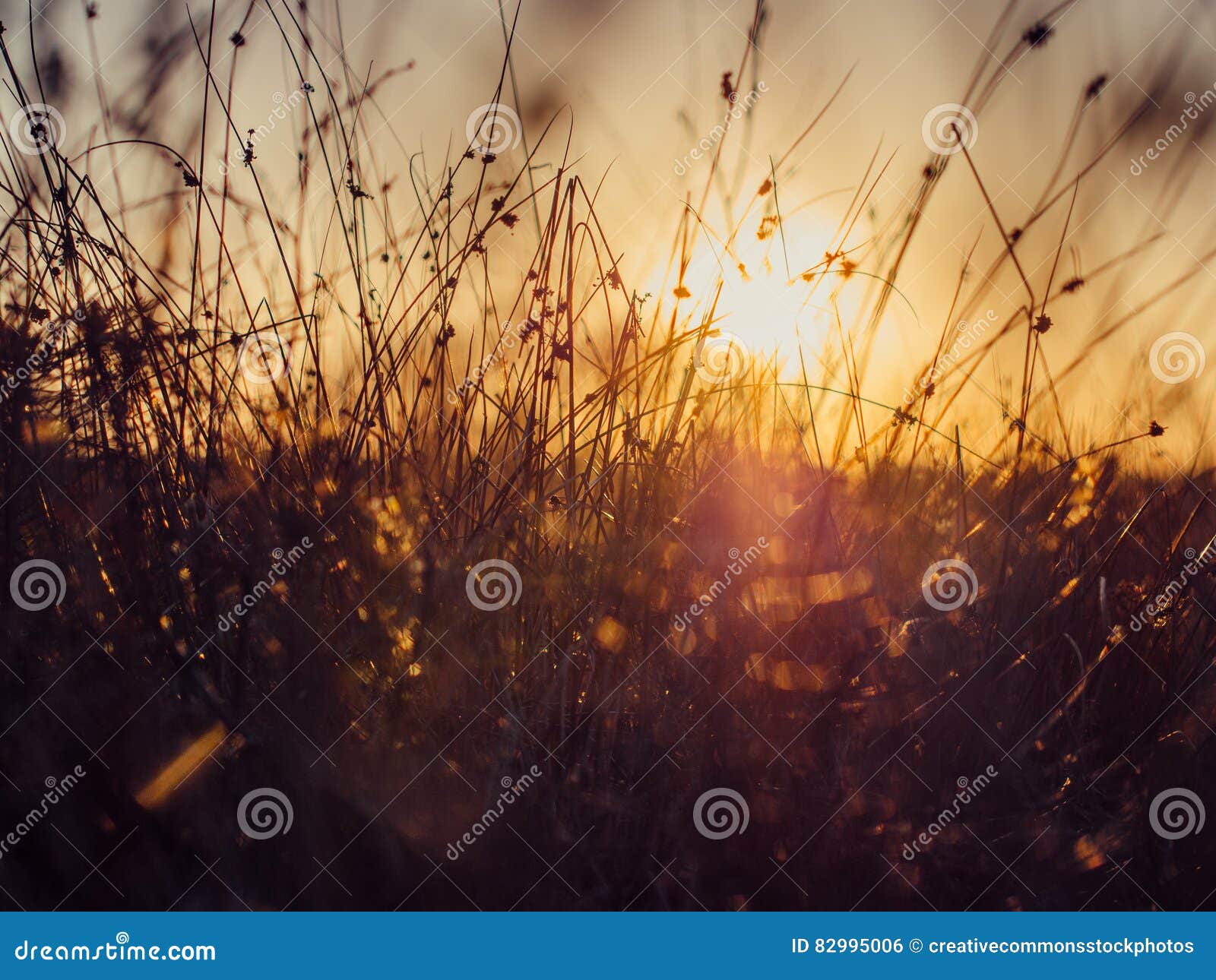 Sunset Over Grass In Meadow Picture. Image: 82995006