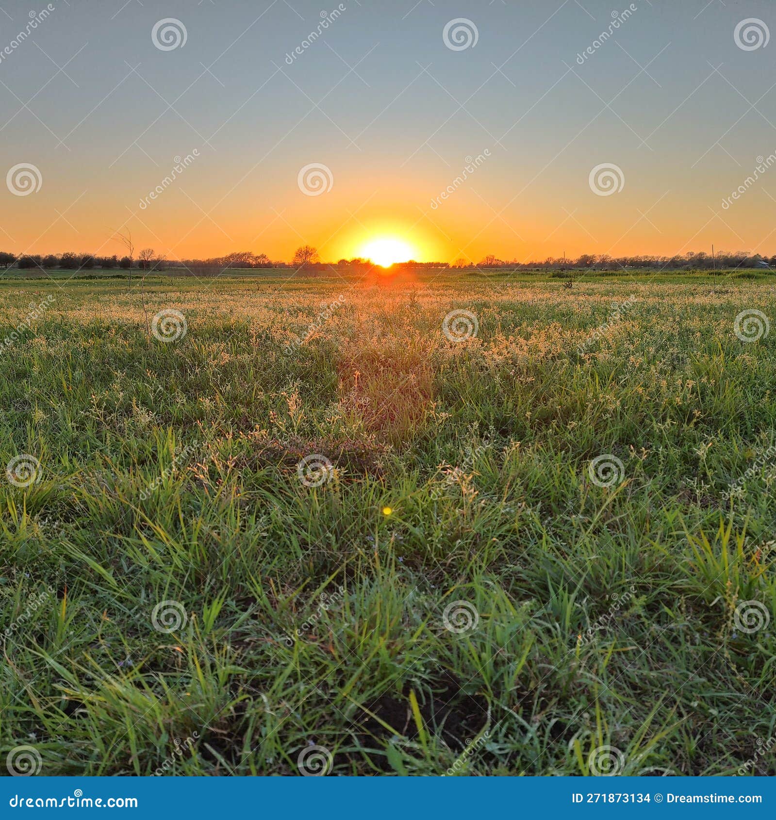 Sunset over grassy field stock photo. Image of agriculture - 271873134