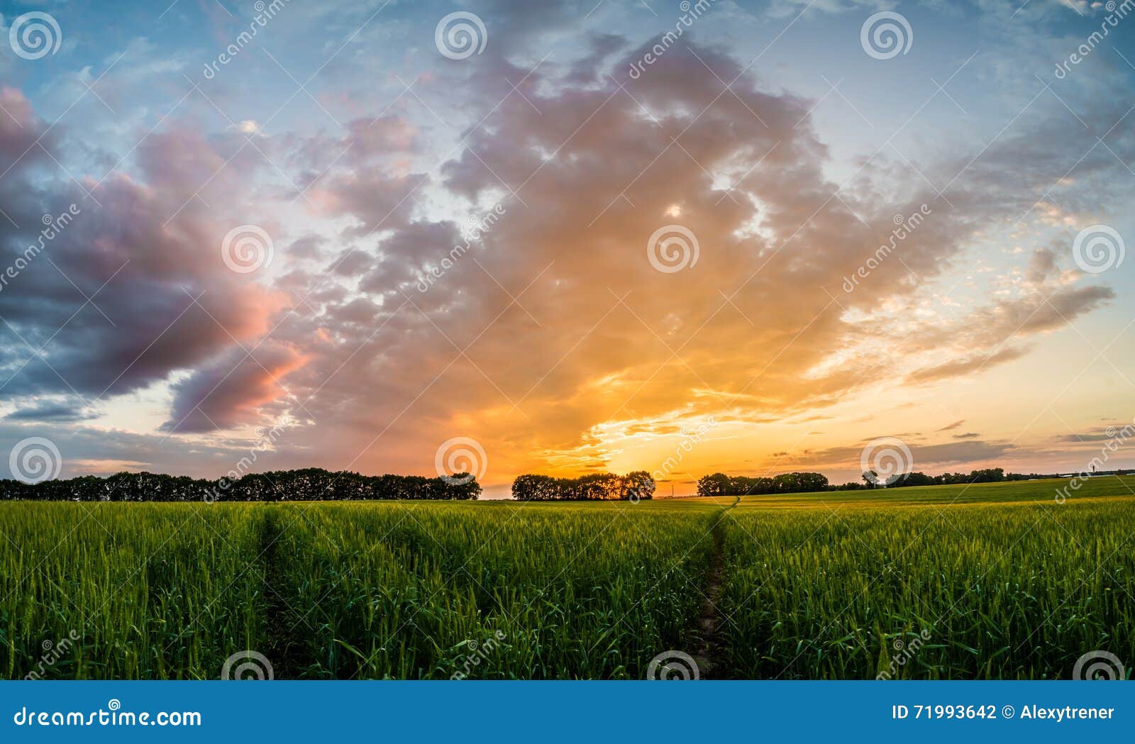 Sunset Over Green Field with Road Stock Photo - Image of environment ...