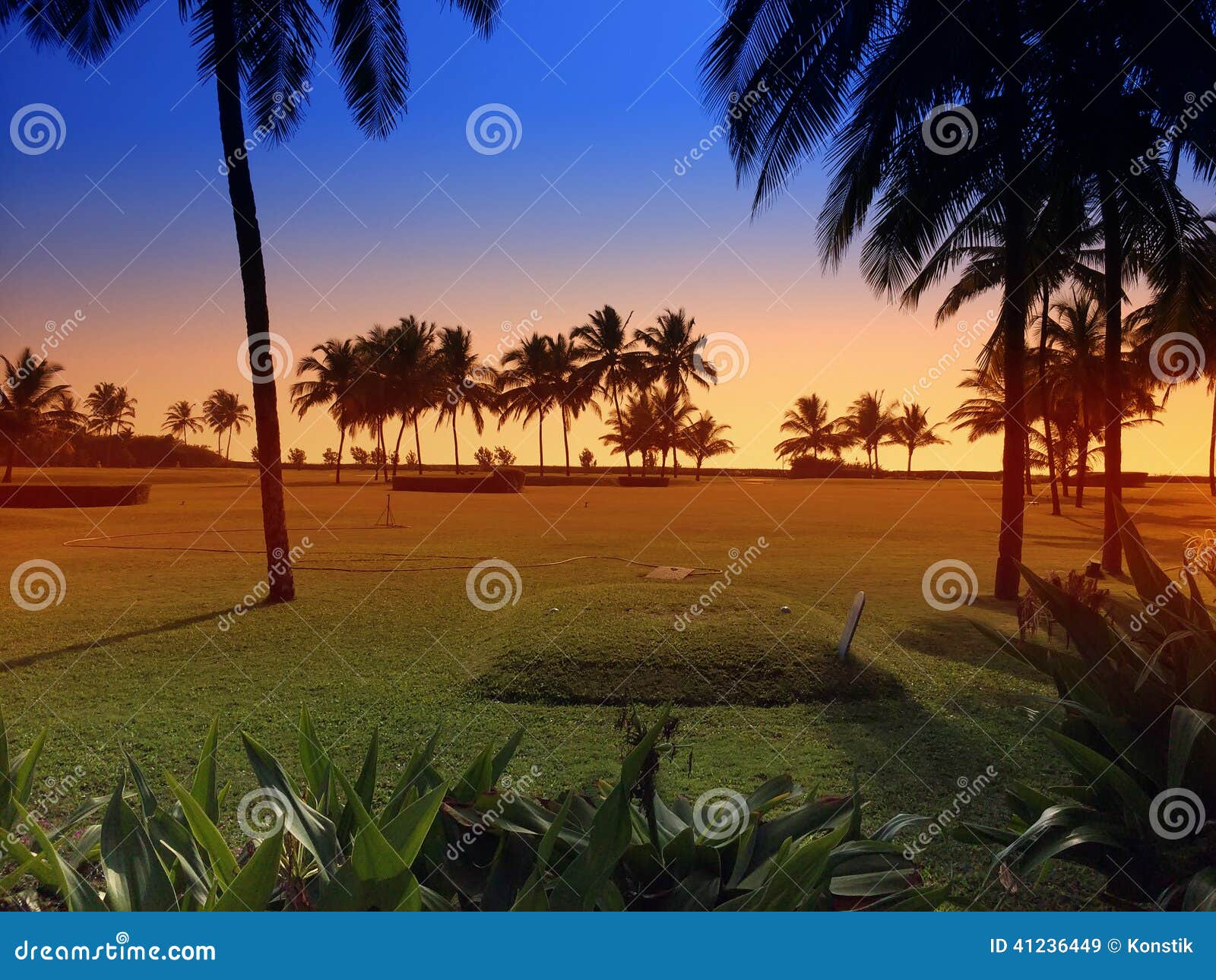 Sunset Over a Green Lawn with Palm Trees. Goa. Stock Image - Image of ...