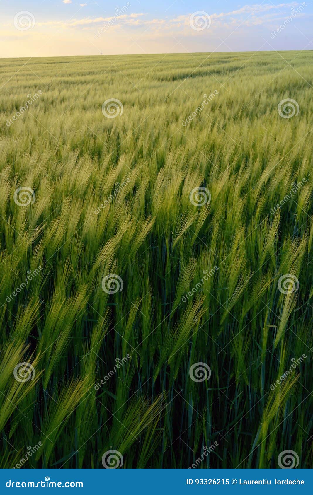 Sunset Over Green Rye Field Stock Image - Image of grow, grass: 93326215