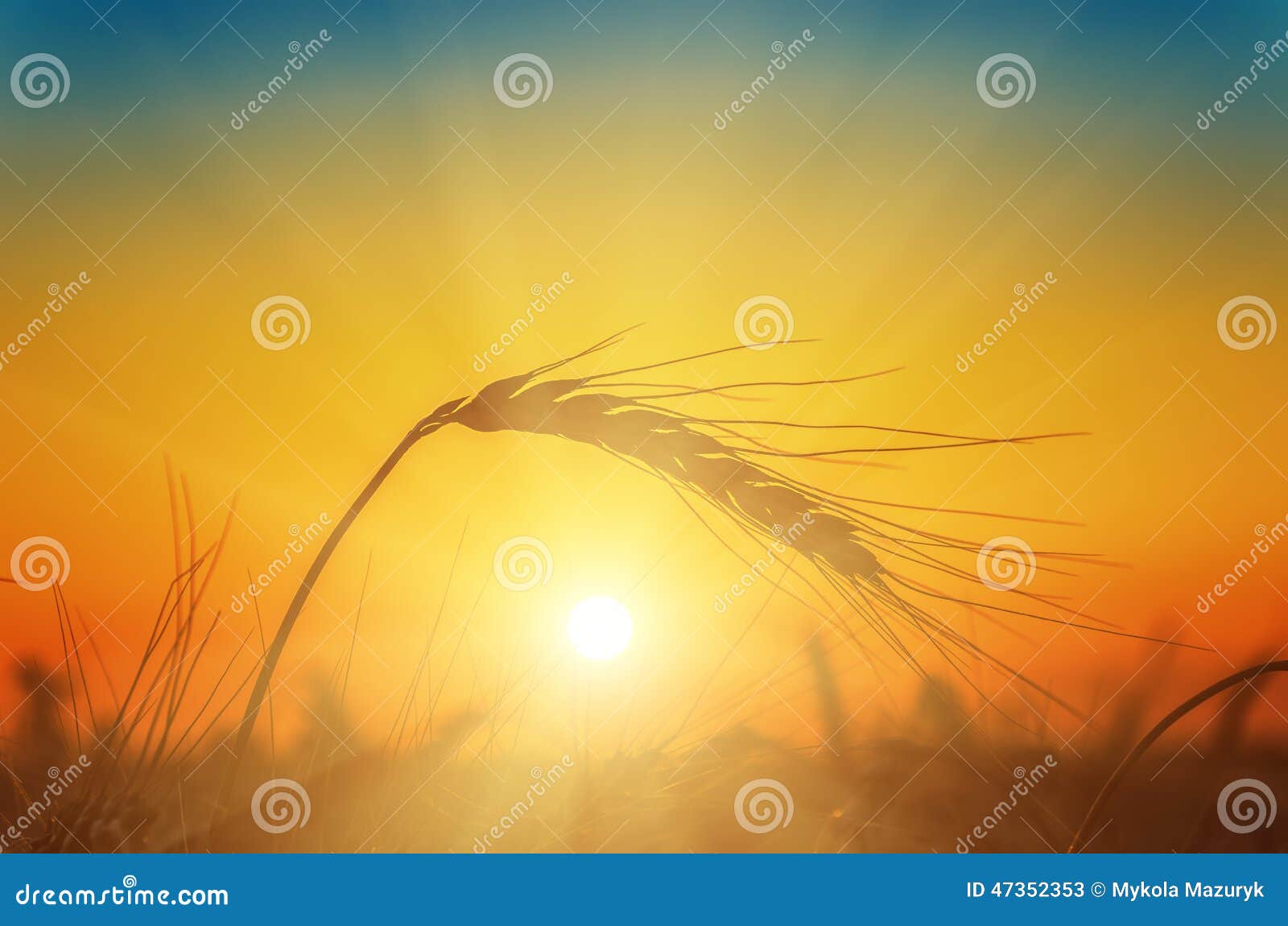 Sunset over harvest stock image. Image of barley, grain - 47352353