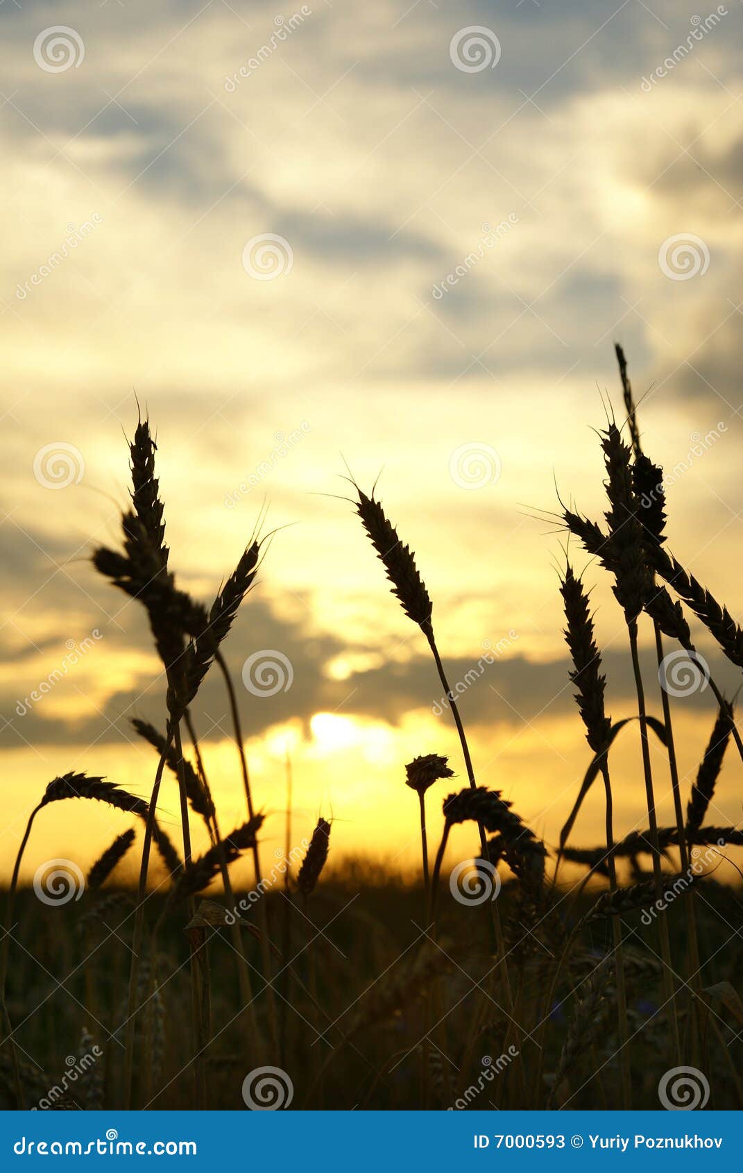 Sunset over harvest field stock image. Image of explosion - 7000593