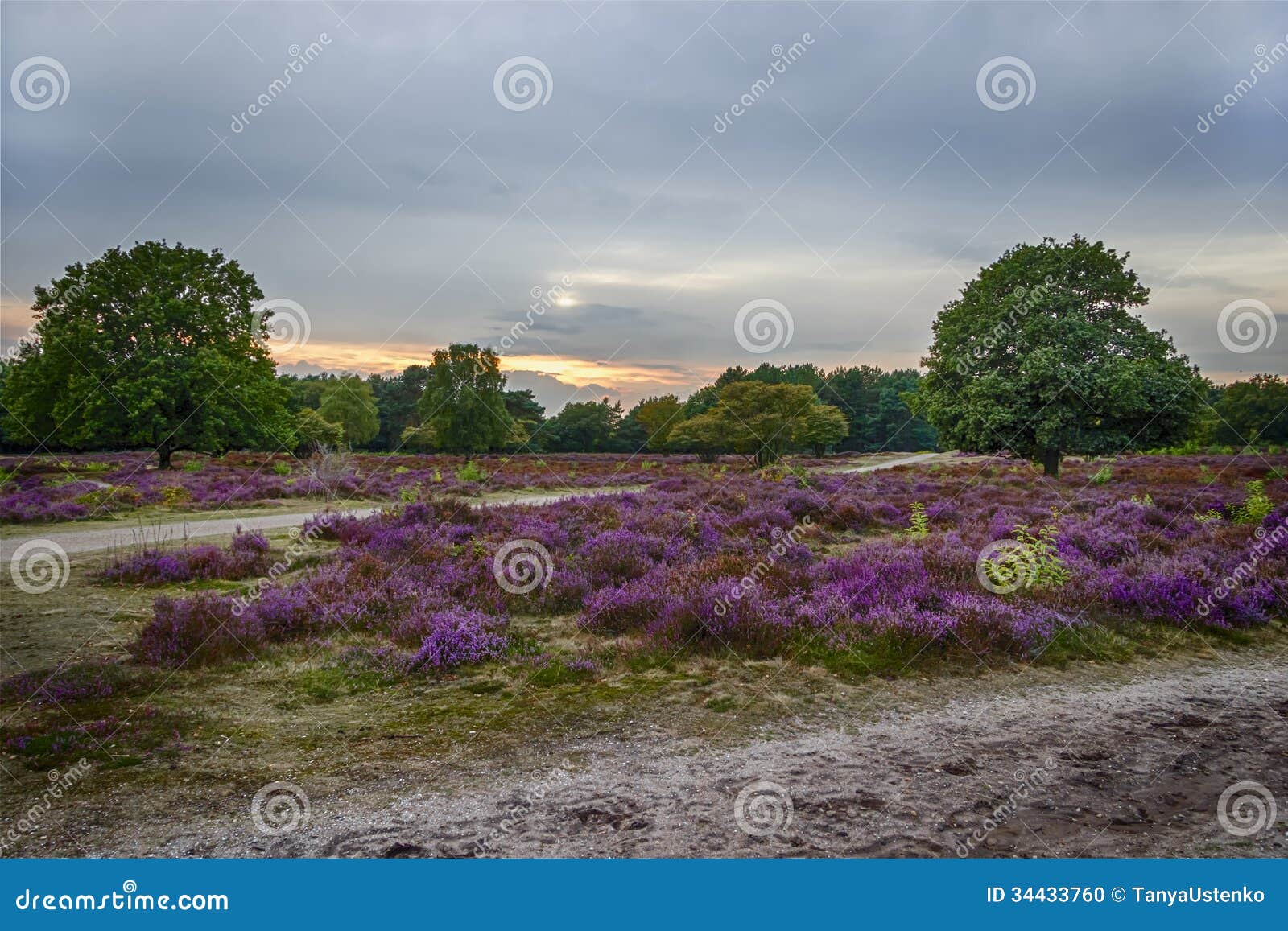 Sunset over heather fields stock photo. Image of savanna - 34433760