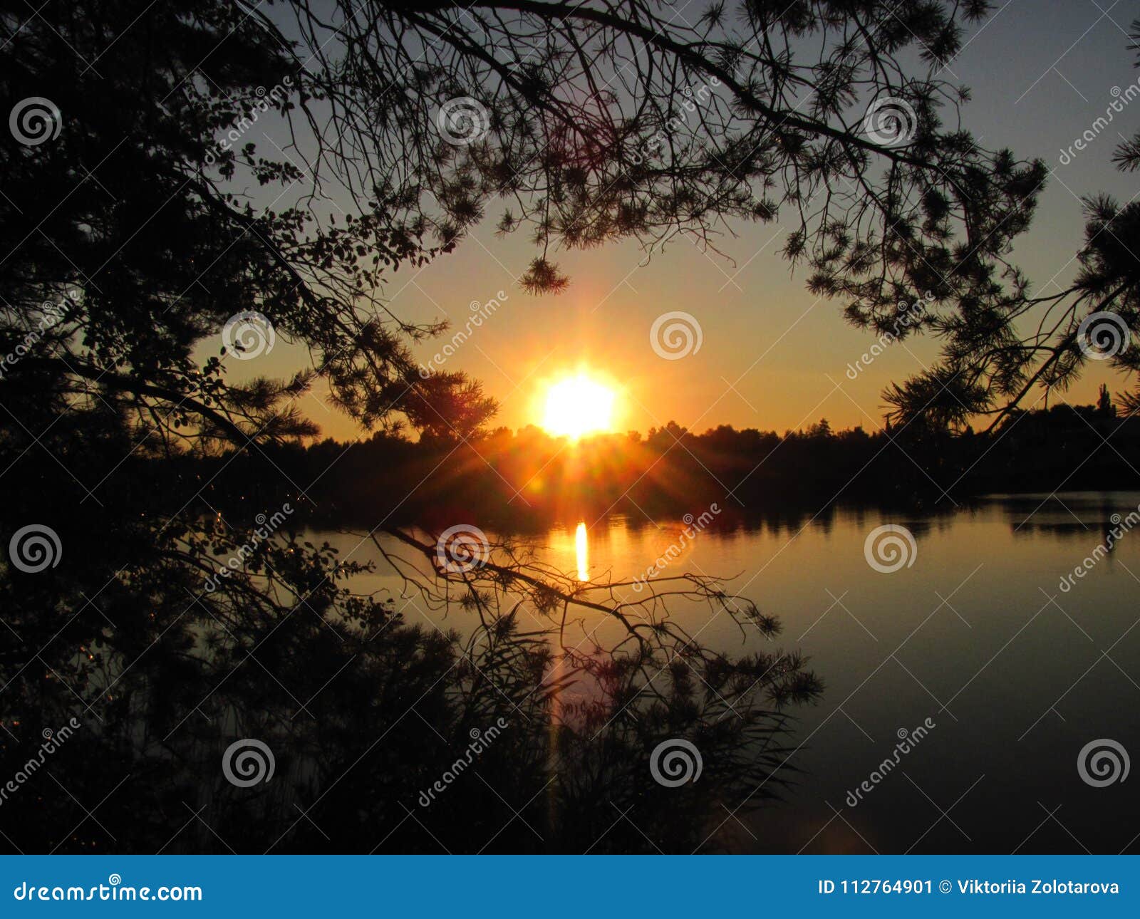 Sunset Over the Lake within Pine Branches Stock Image - Image of nature ...