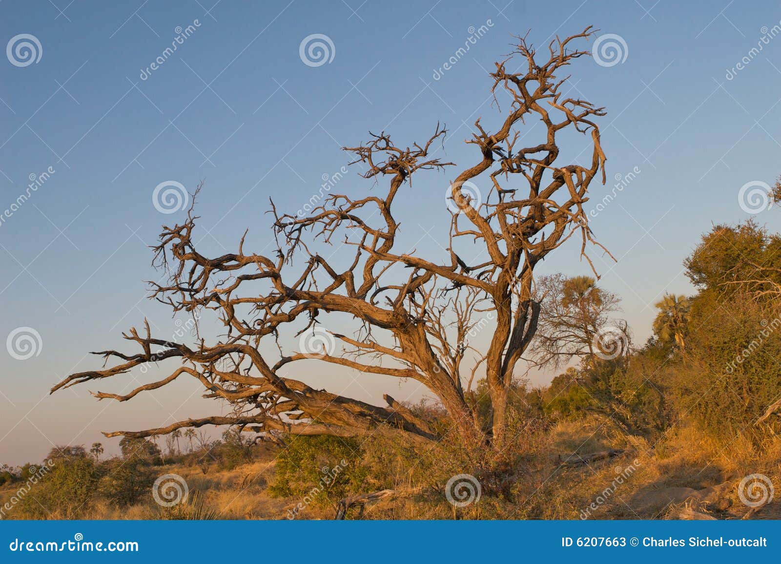 Sunset over Leadwood tree stock image. Image of nature - 6207663