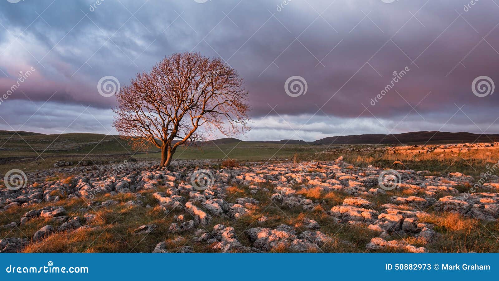 Sunset Over Lone Tree Yorkshire Dales Stock Photos - Free & Royalty ...