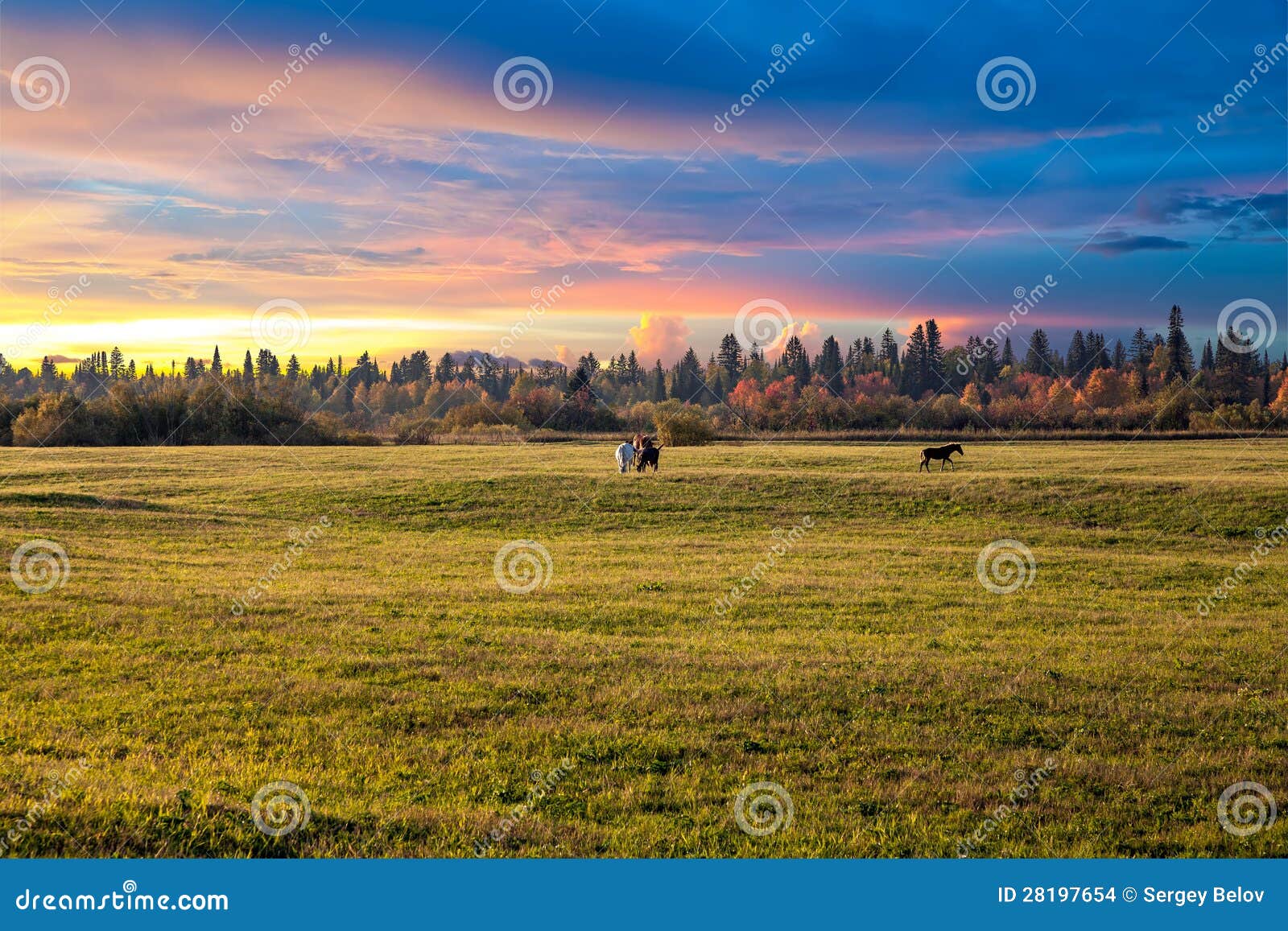 Sunset over the meadow stock photo. Image of green, forest - 28197654