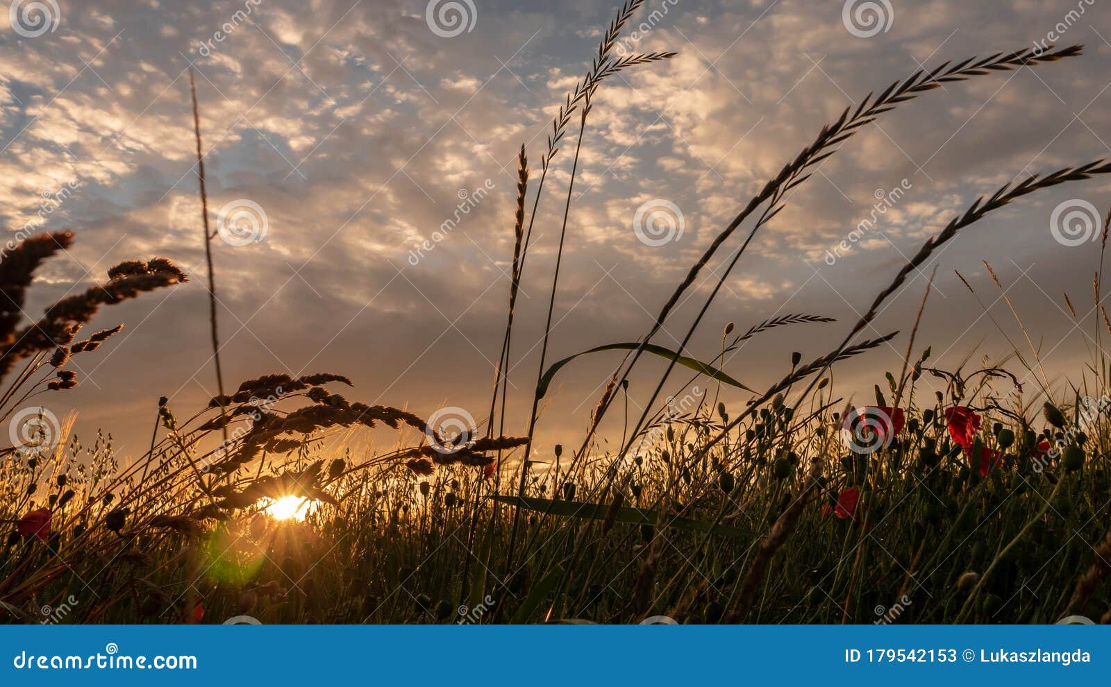 Sunset Over the Meadow with Flowers Stock Image - Image of warm ...