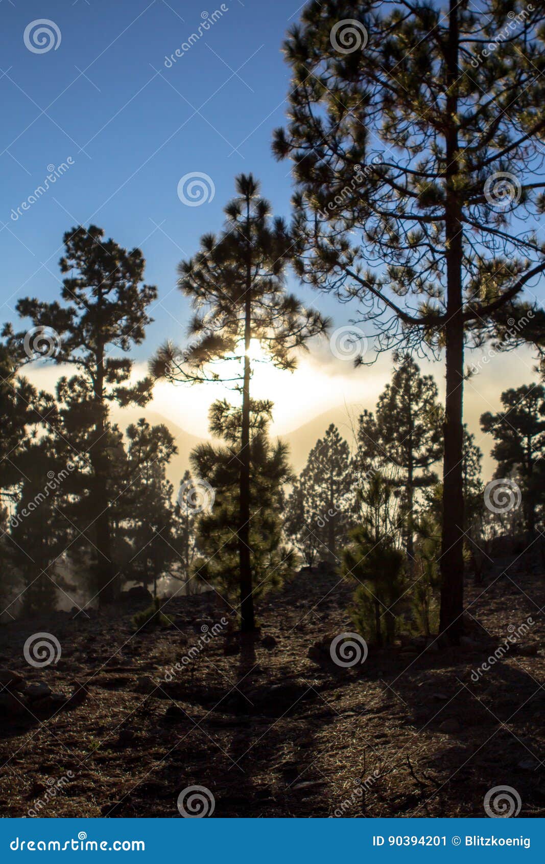 Sunset Over Misty Pine Tree Forest Stock Image - Image of scene, jungle ...