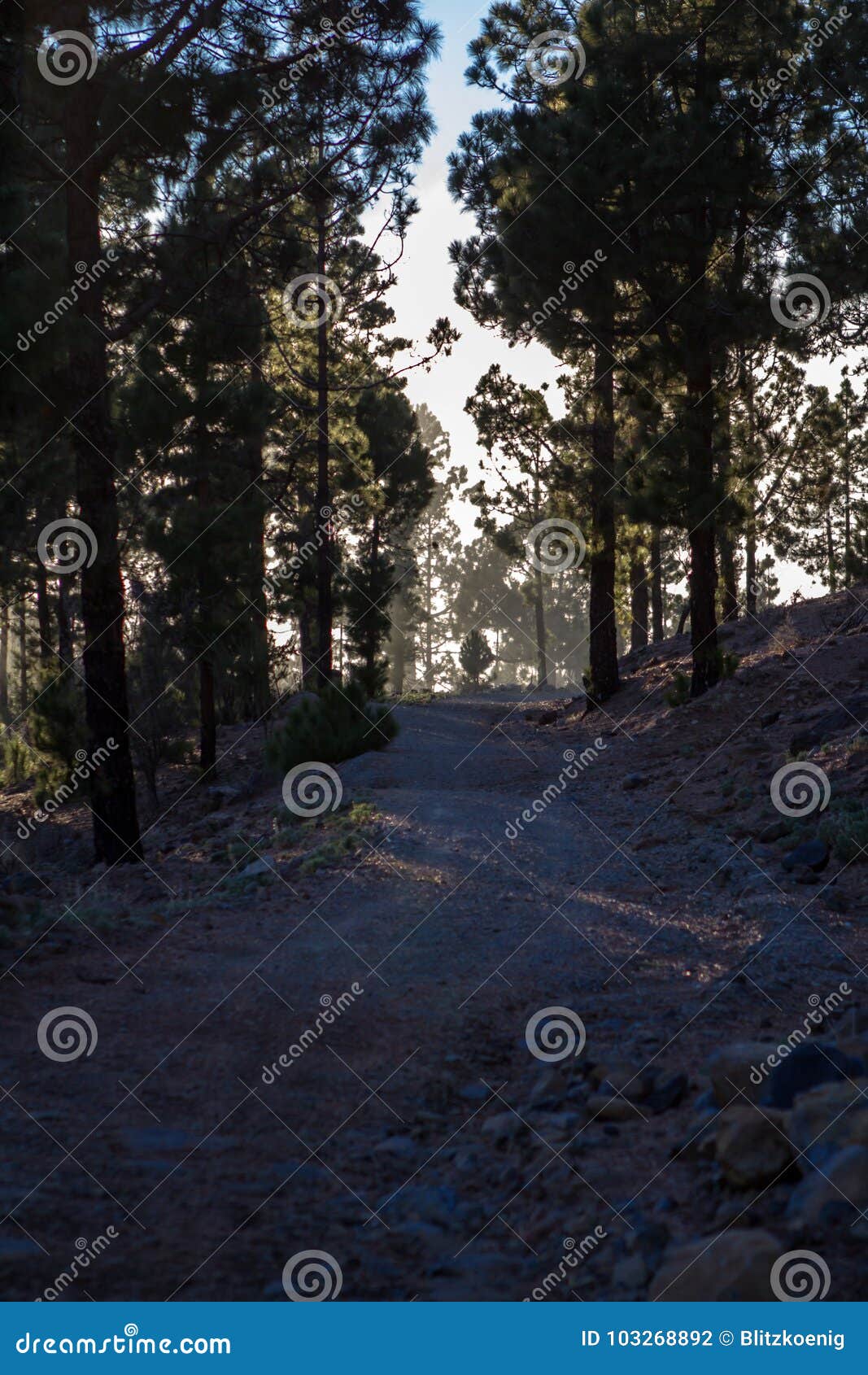 Sunset Over Misty Pine Tree Forest Stock Photo - Image of magical ...