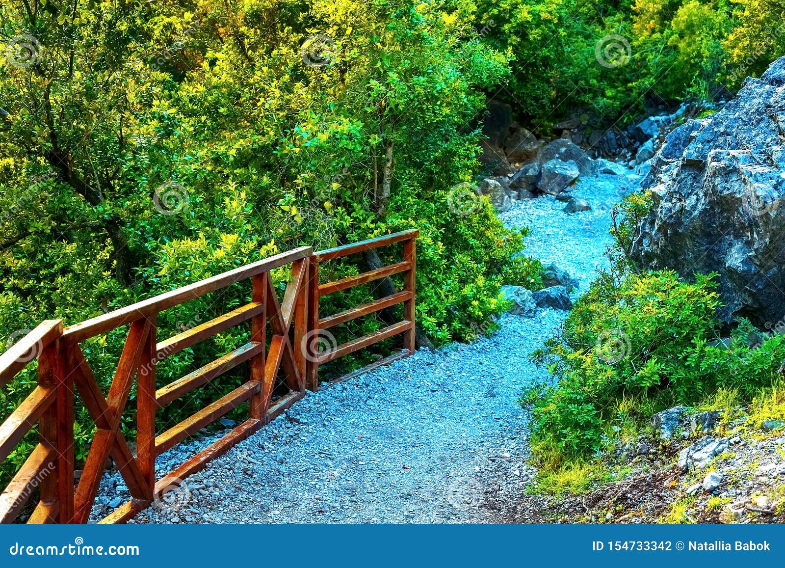 In the Picture - a Path in a Dense Forest in the Mountains Stock Photo ...
