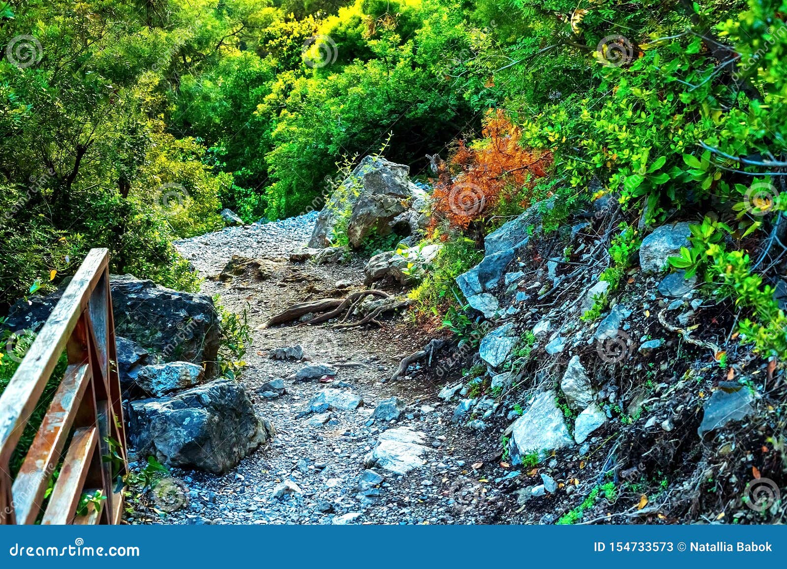 In the Picture - a Path in a Dense Forest in the Mountains Stock Image ...