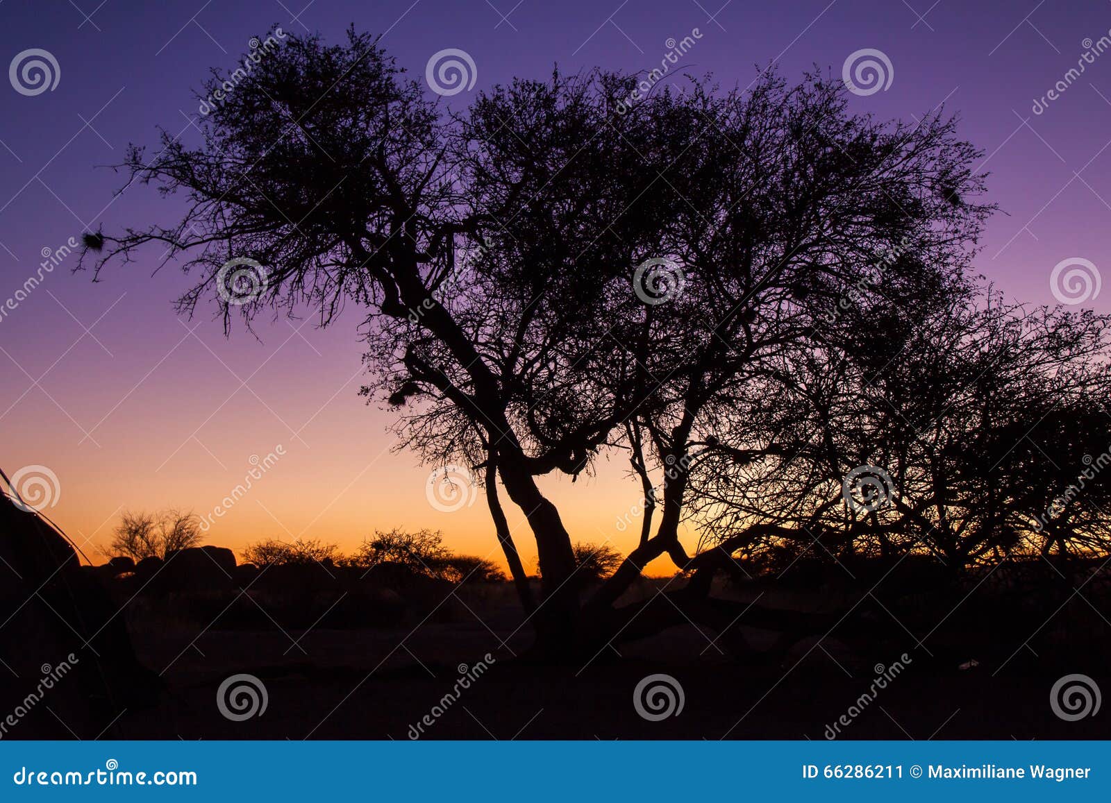 Sunset Over Namib Desert with Tree, Namibia Stock Image - Image of ...