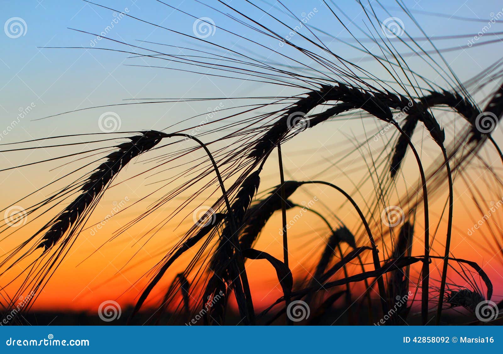 Sunset over rye field stock photo. Image of dawn, grains - 42858092