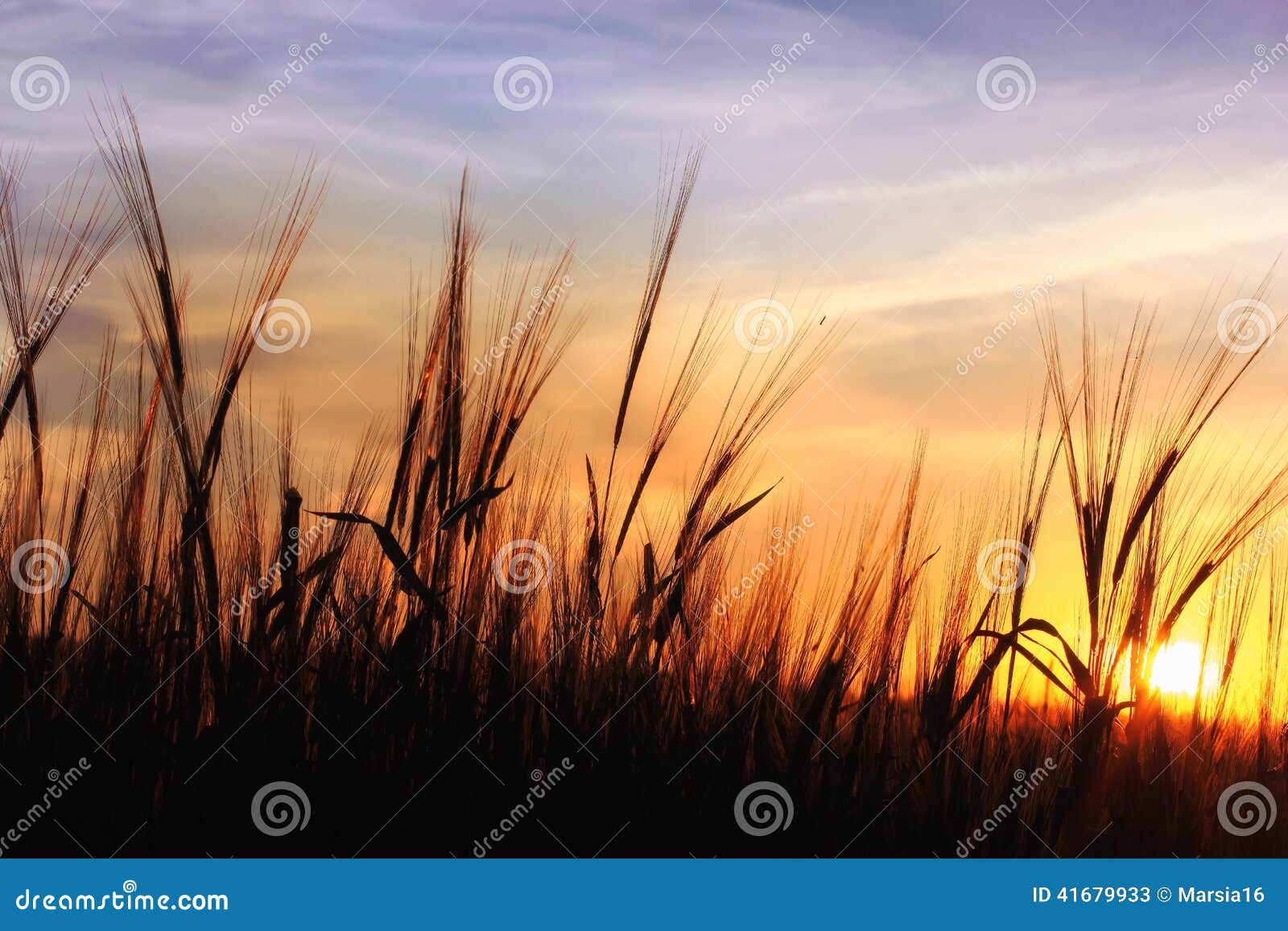 Sunset over oats field stock image. Image of country - 41679933