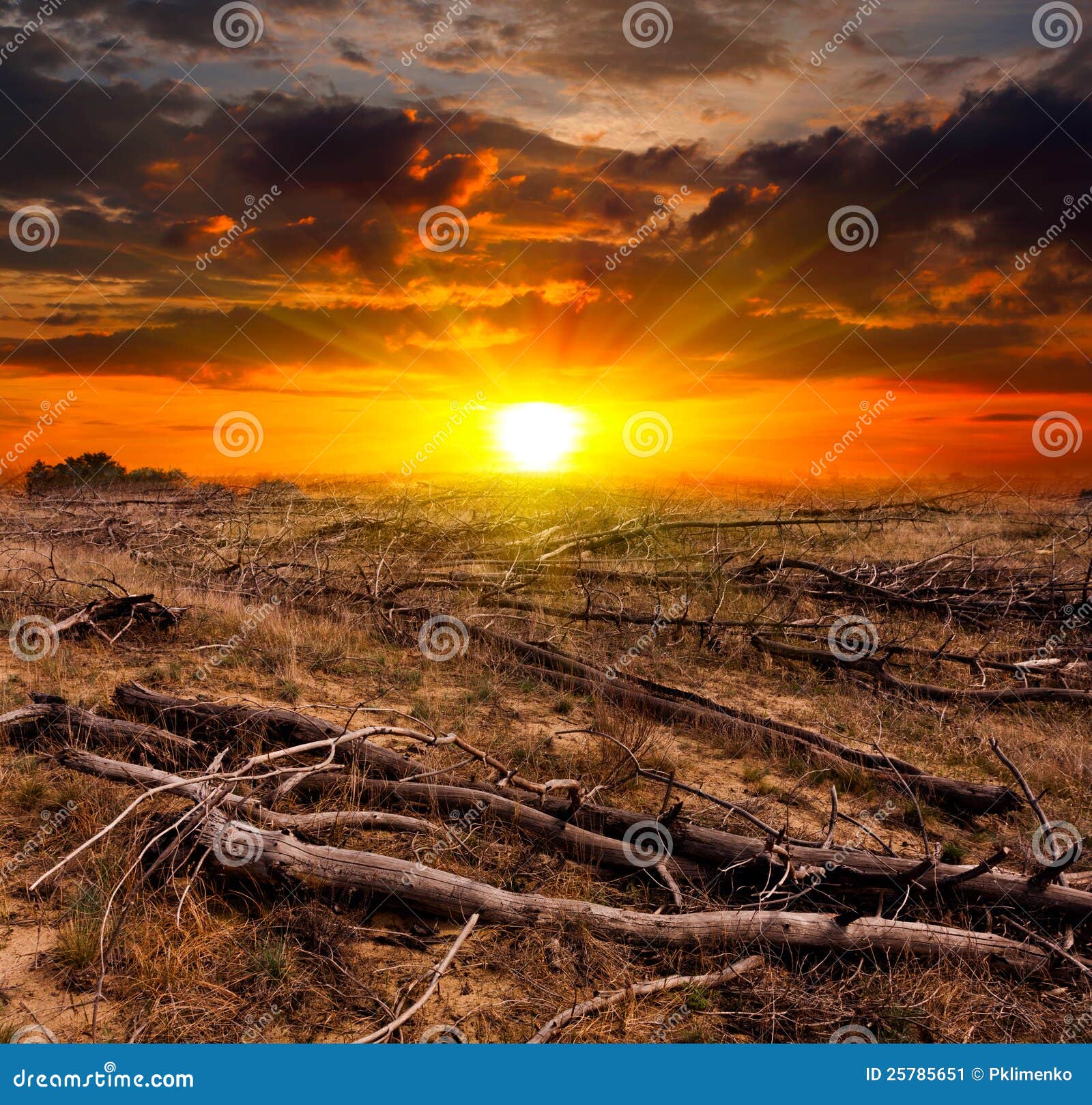 Sunset over old dead trees stock image. Image of dirty - 25785651