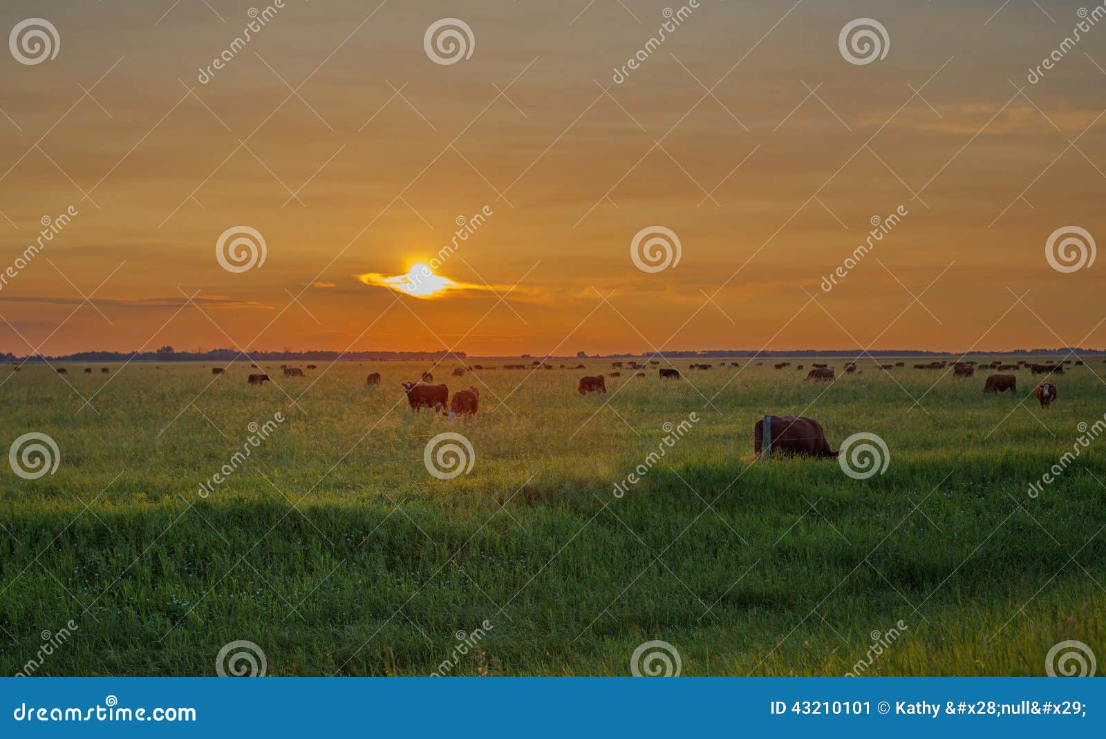 Sunset over pasture stock image. Image of cows, rural - 43210101