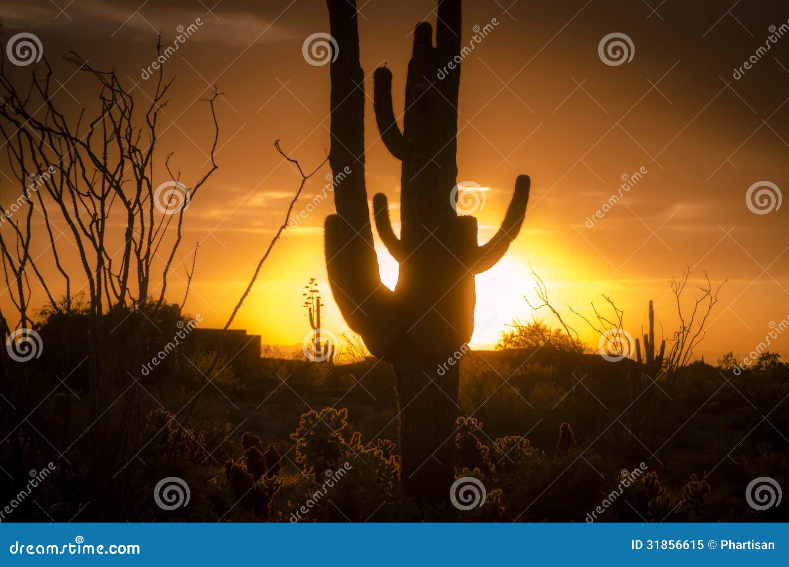 Sunset Over Phoenix, Az with Cactus Tree Stock Image - Image of summer ...