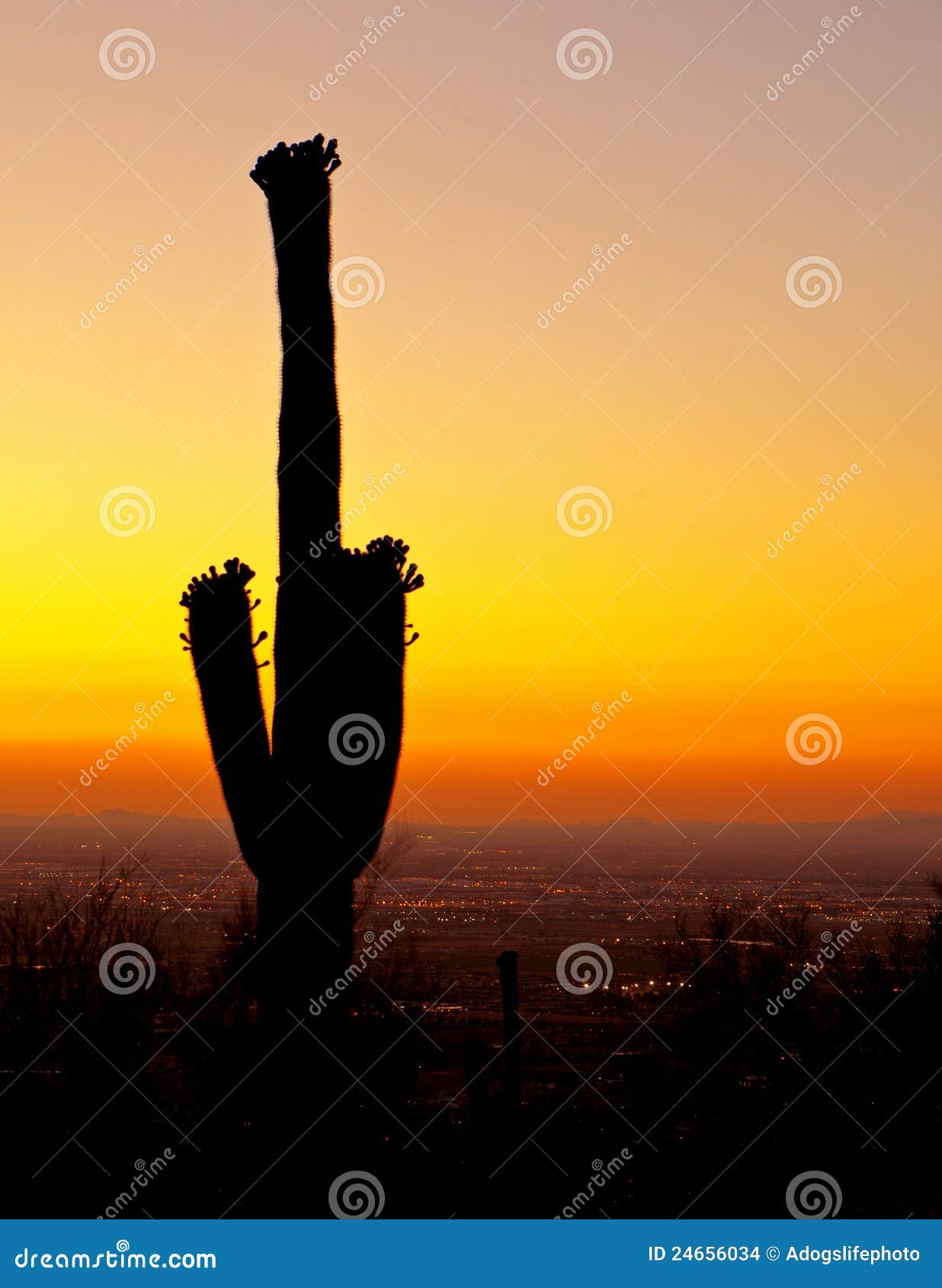 Sunset Over Phoenix with Cactus Stock Photo - Image of blooming, hill ...