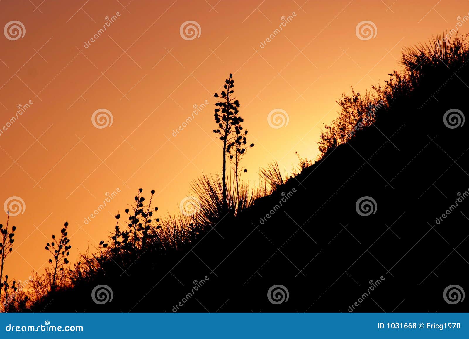 Sunset Over Plants in Desert Stock Photo - Image of shadow, white: 1031668