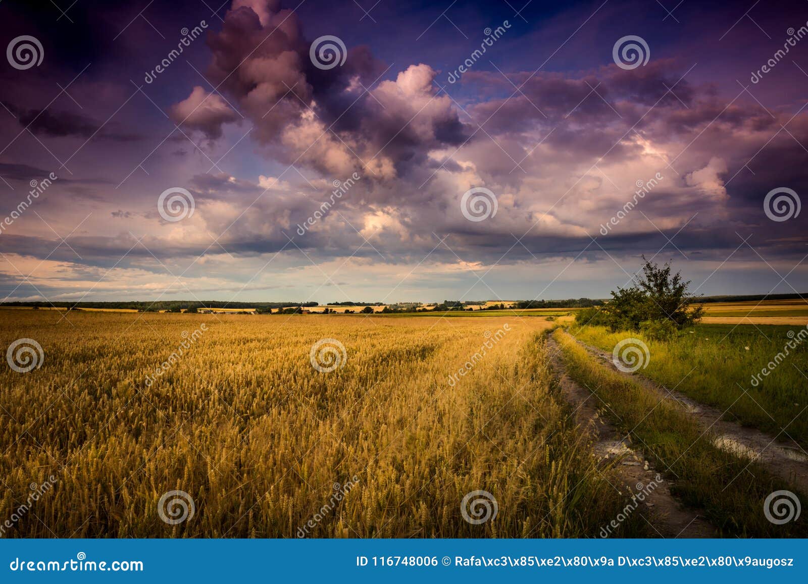 Sunset Over Polish Wheat Fields. Stock Photo - Image of horizon, sunset ...
