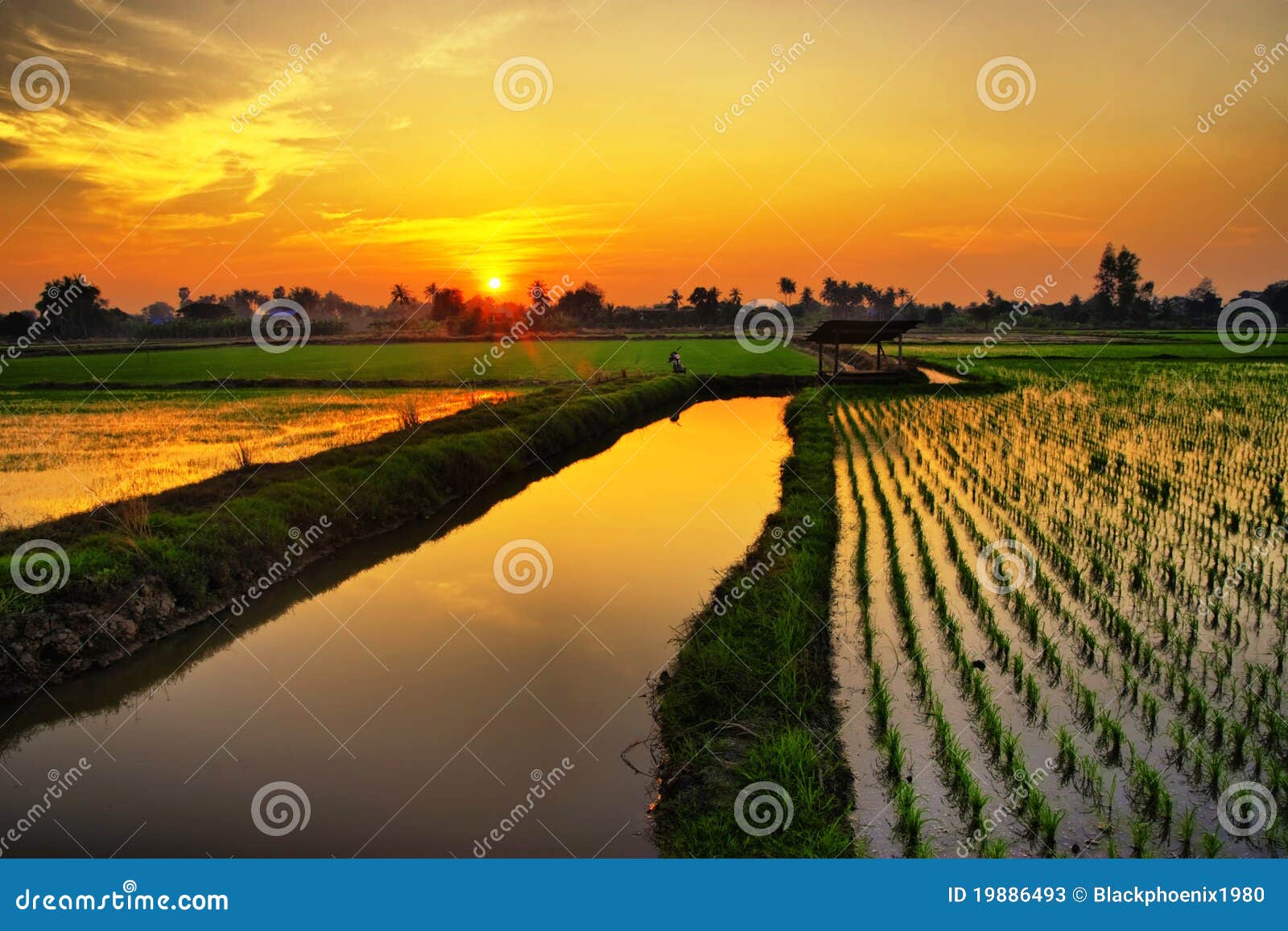 Sunset over rice farm stock image. Image of storm, rice - 19886493