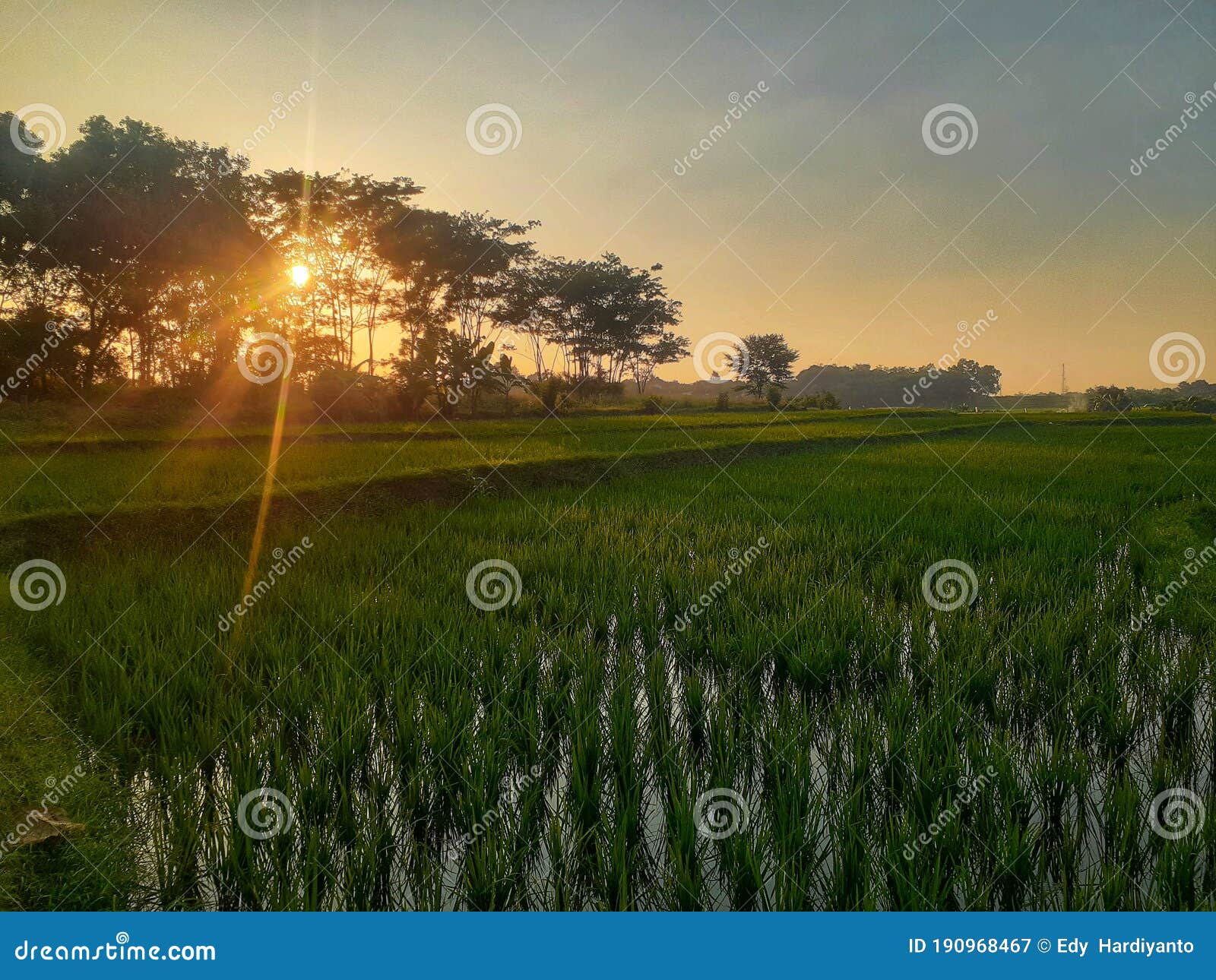 Sunset over rice fields stock image. Image of farm, green - 190968467