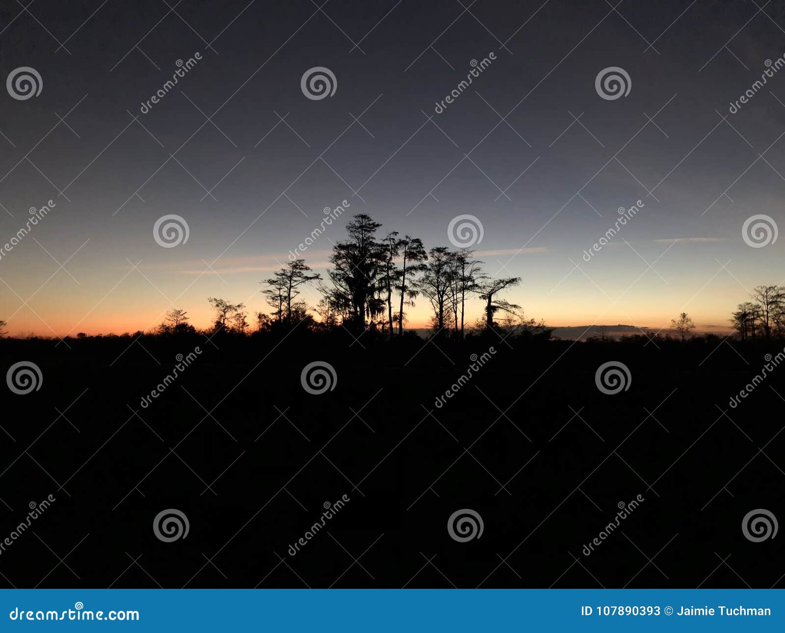 Cypress Trees in the Swamps at Sunset Stock Image - Image of landscape ...